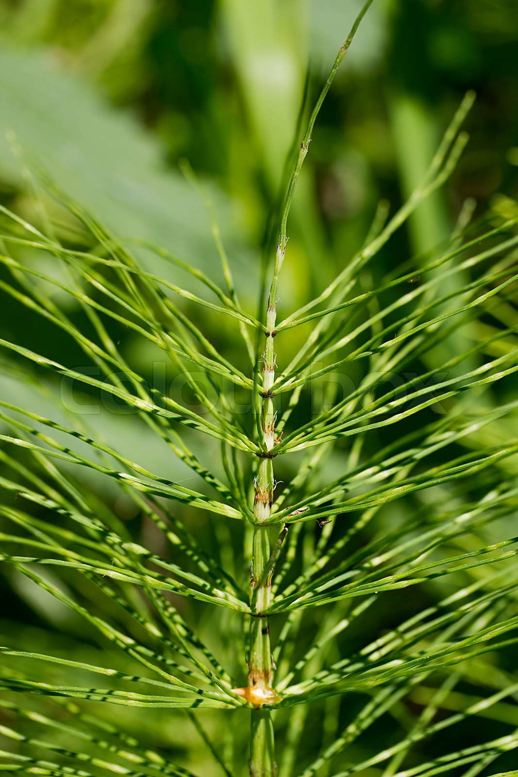 Branch of the plant | Stock image | Colourbox