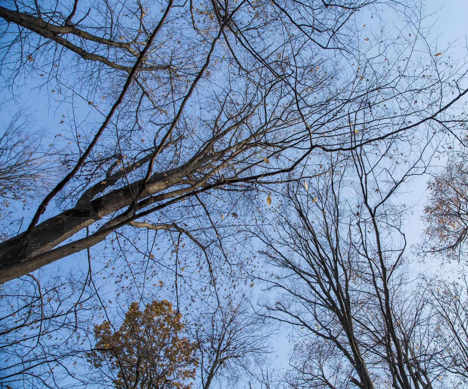 Blue sky with tree branches | Stock image | Colourbox