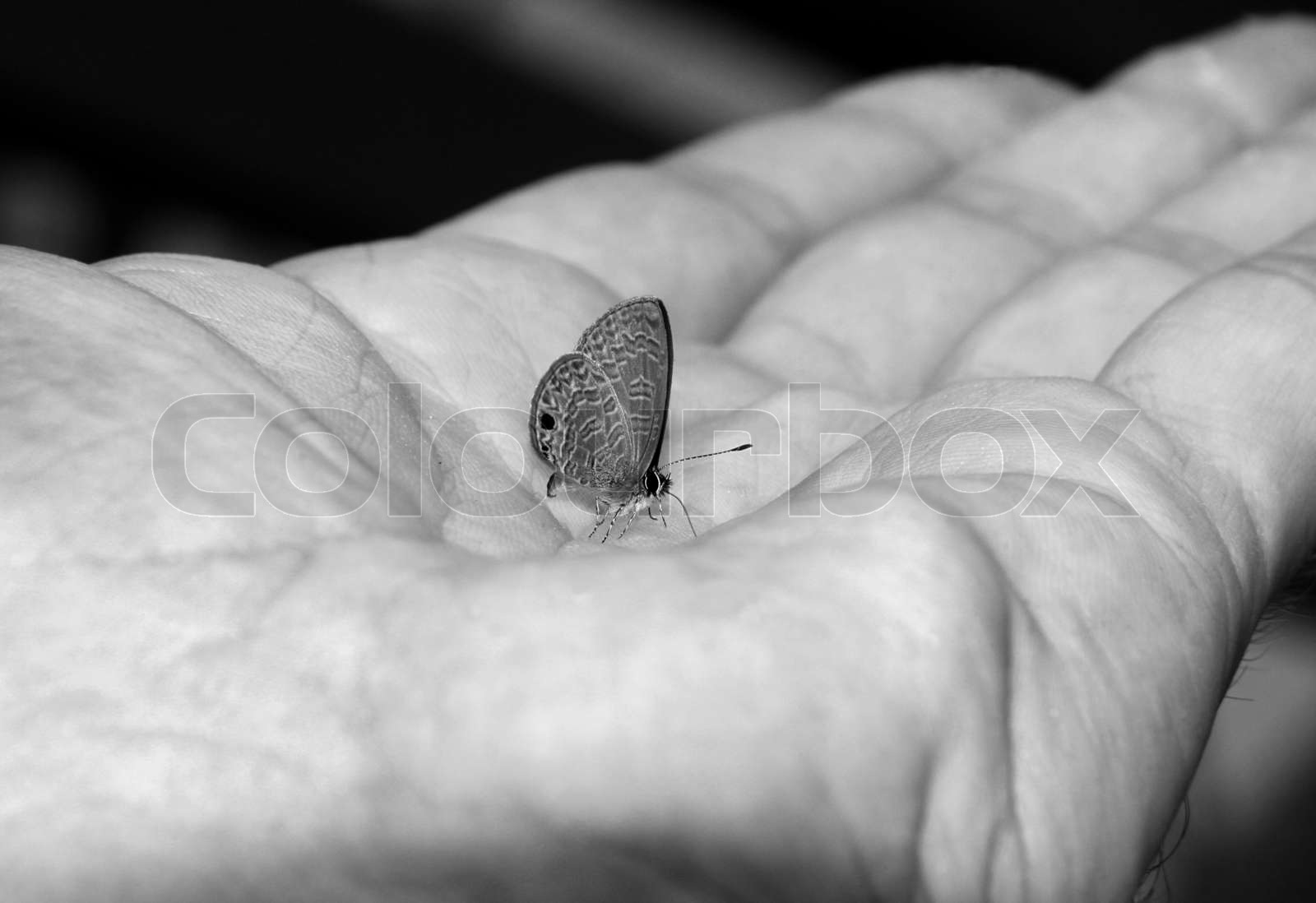 Fragile | Stock image | Colourbox