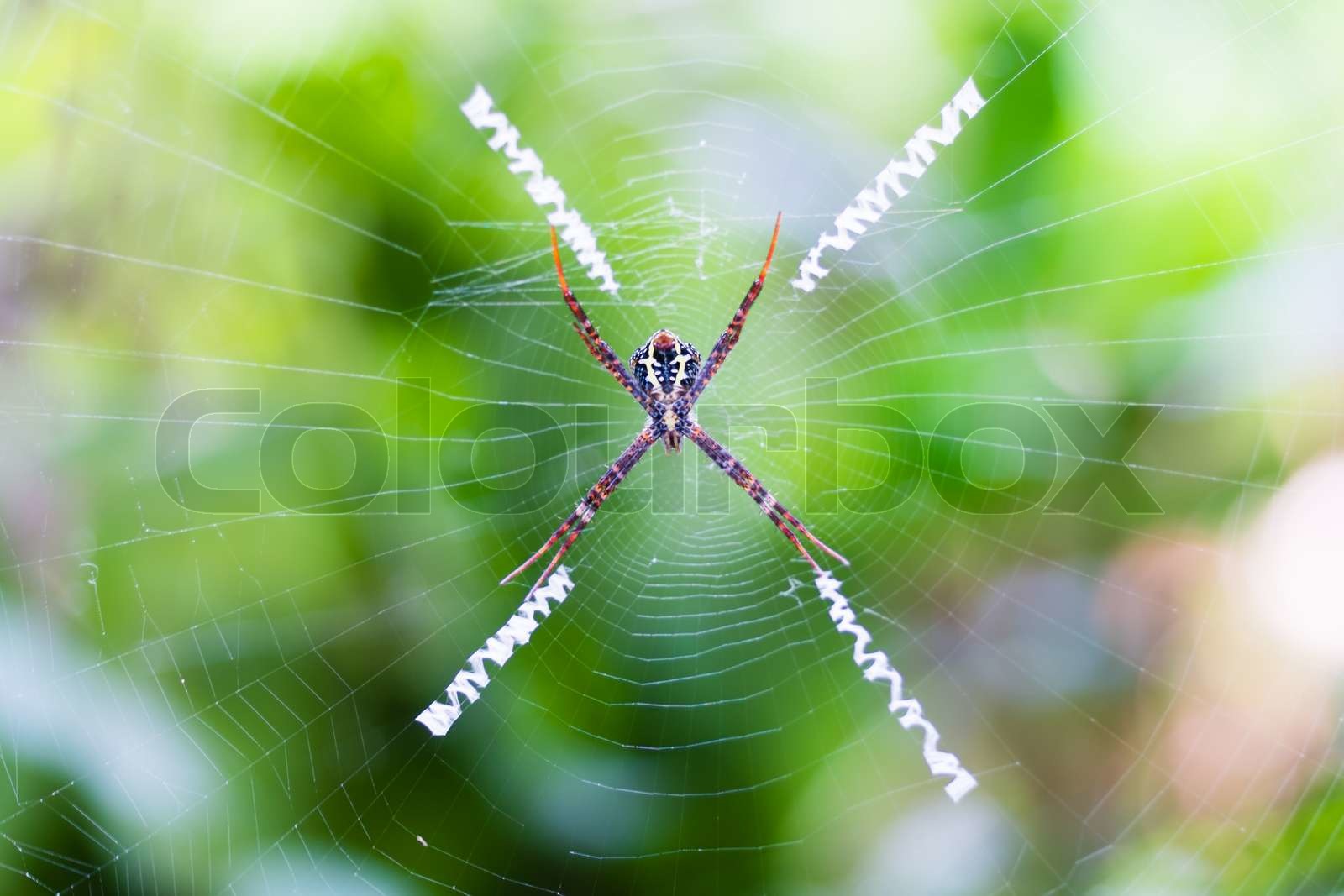 spider holding on cobweb | Stock image | Colourbox