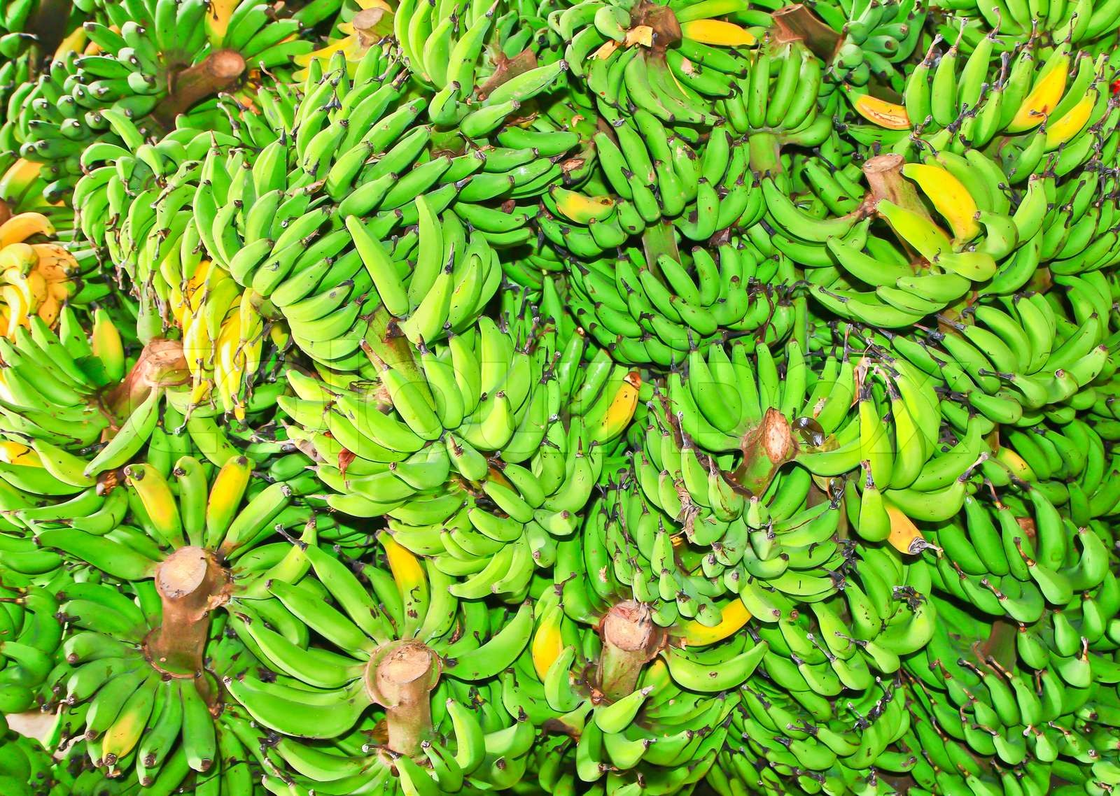 bananer | Stock foto | Colourbox