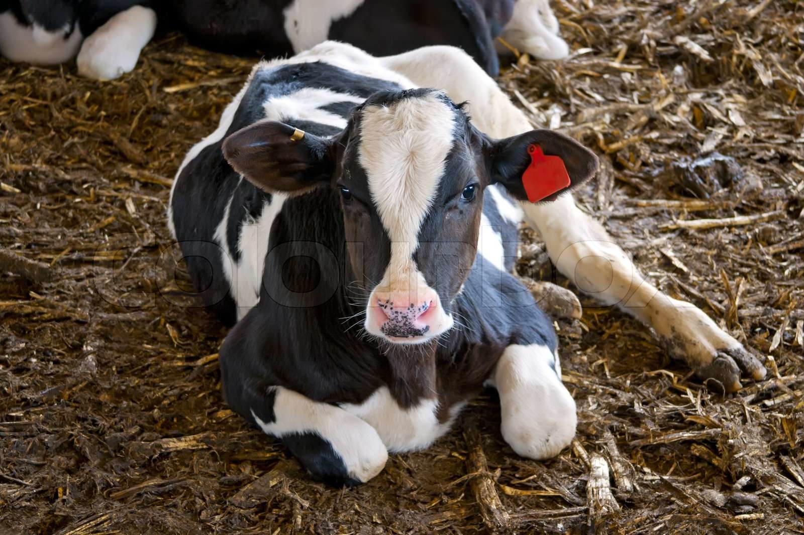 Calf | Stock foto | Colourbox