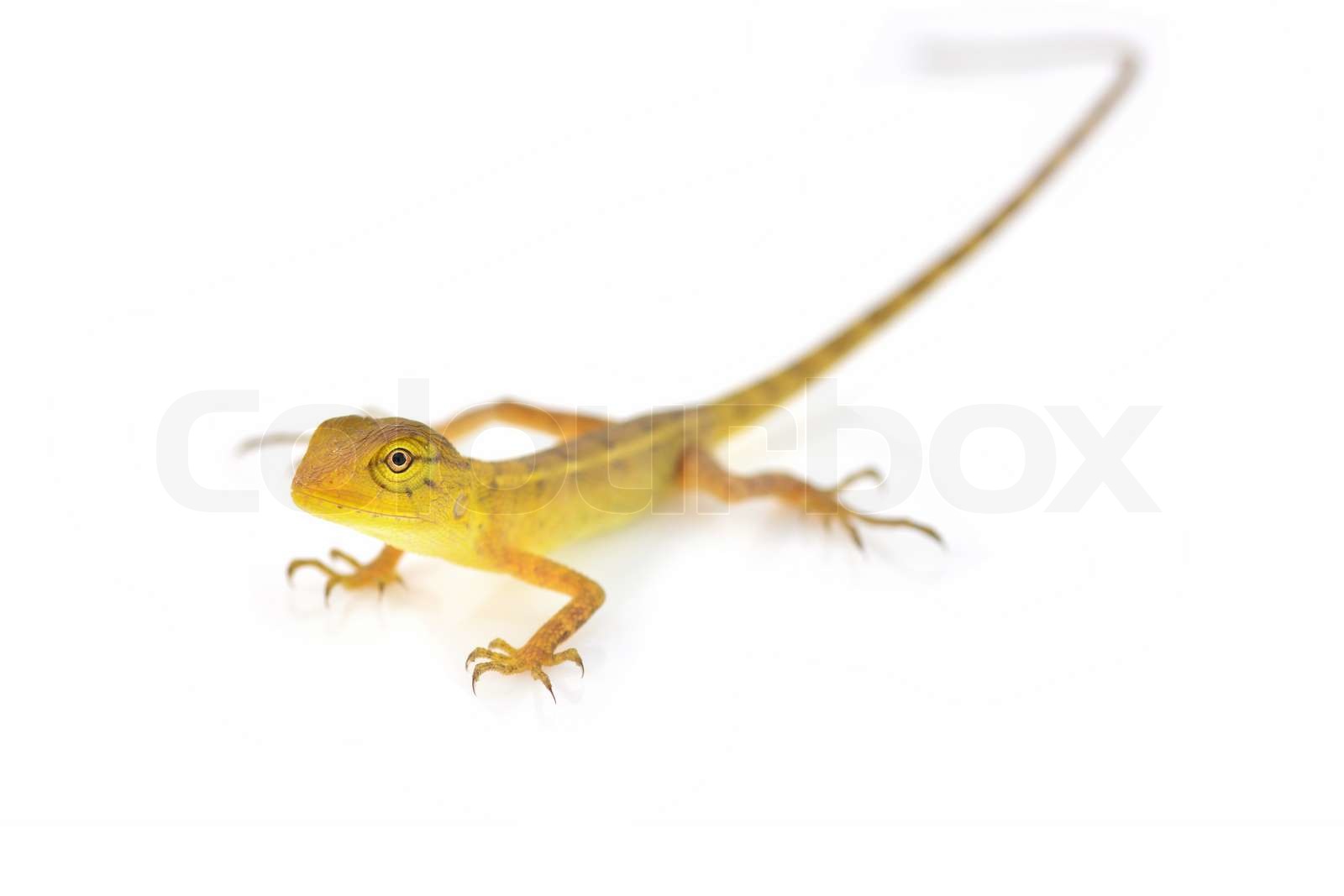 Yellow Lizard | Stock image | Colourbox