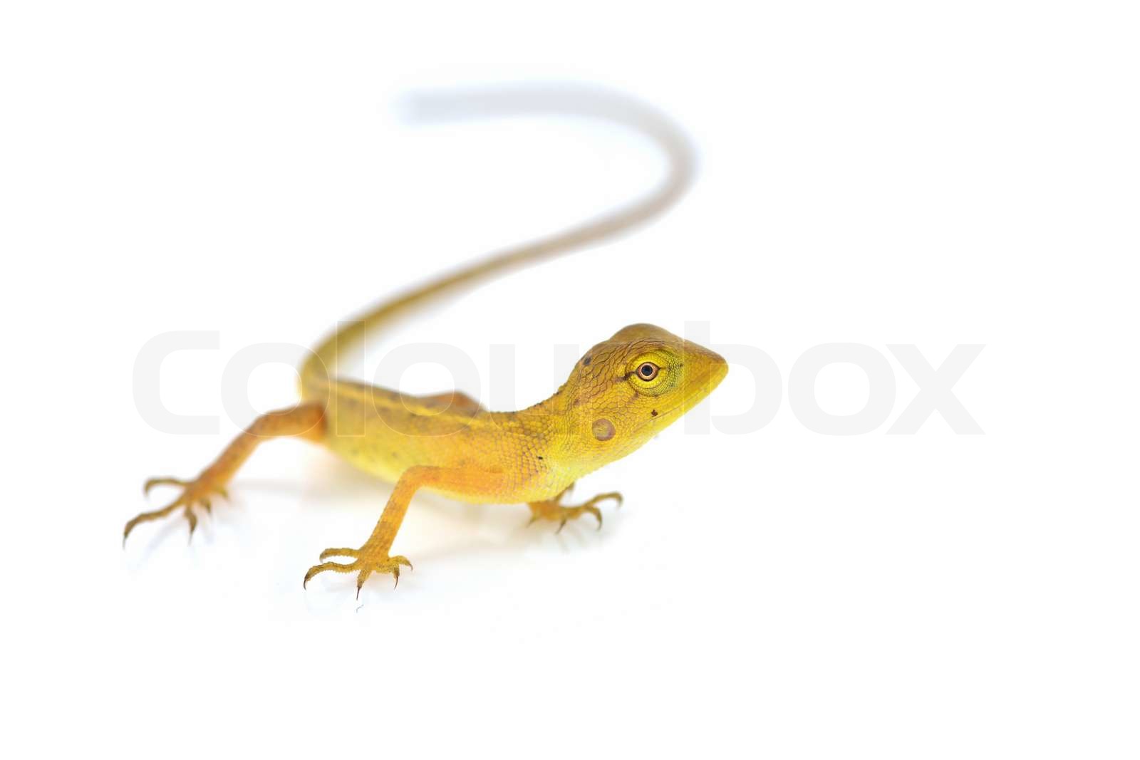 Yellow Lizard | Stock image | Colourbox