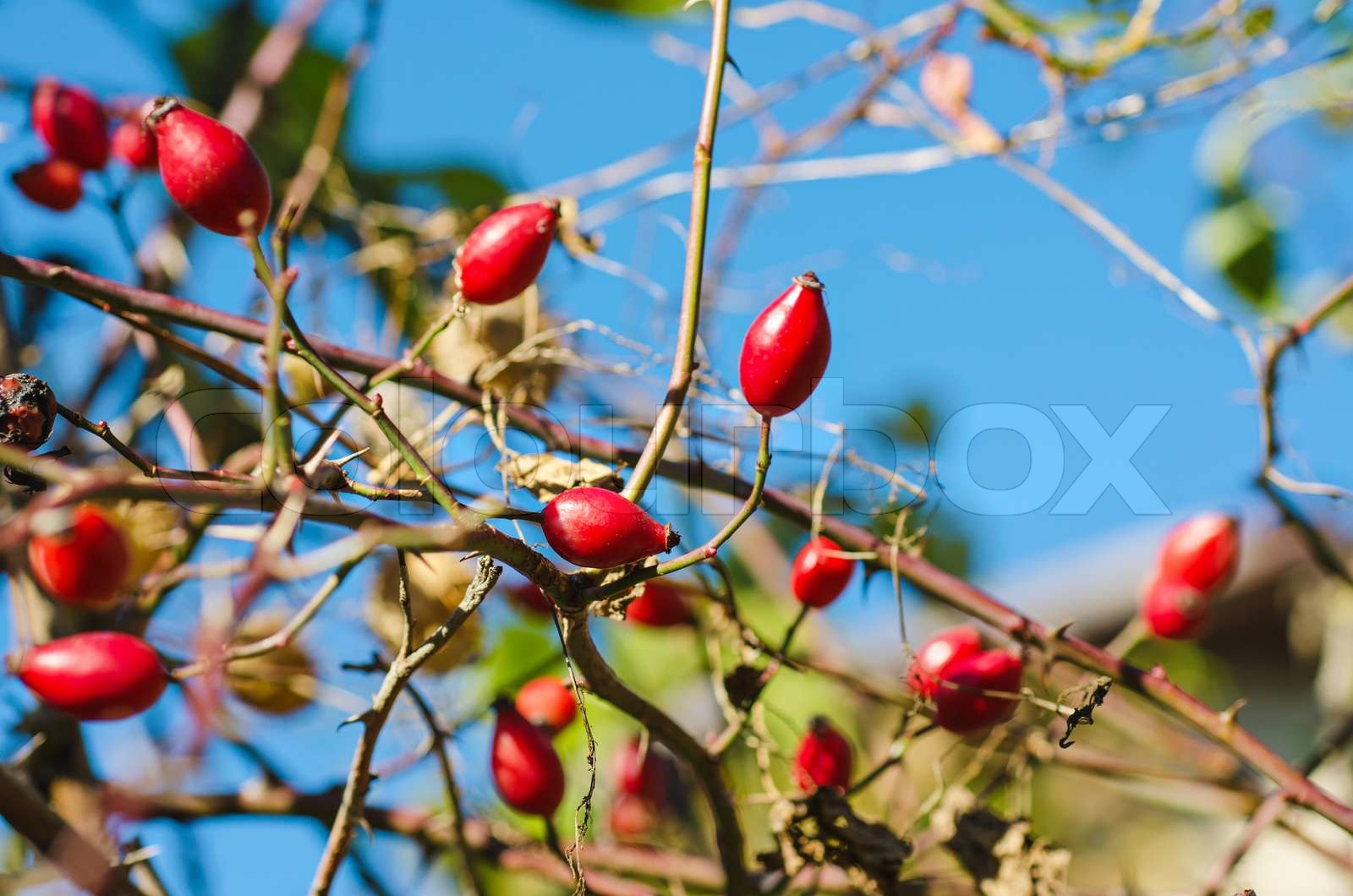 Hyben bær | Stock foto | Colourbox