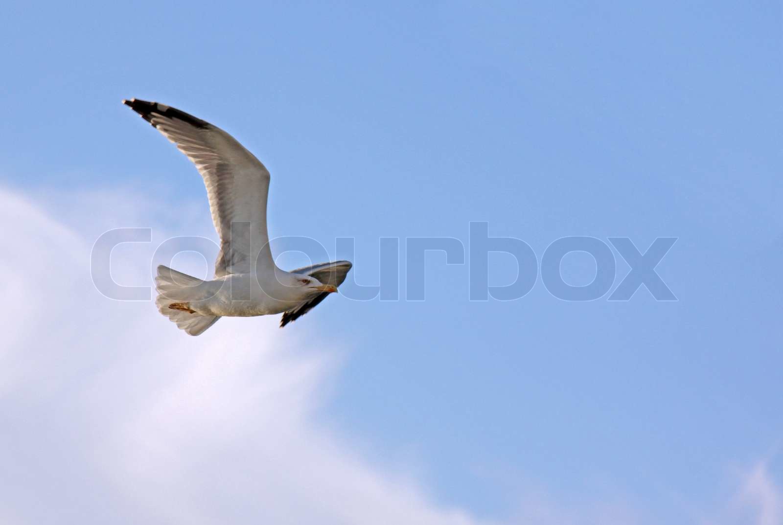 måge flyvende i en sky | Stock foto | Colourbox