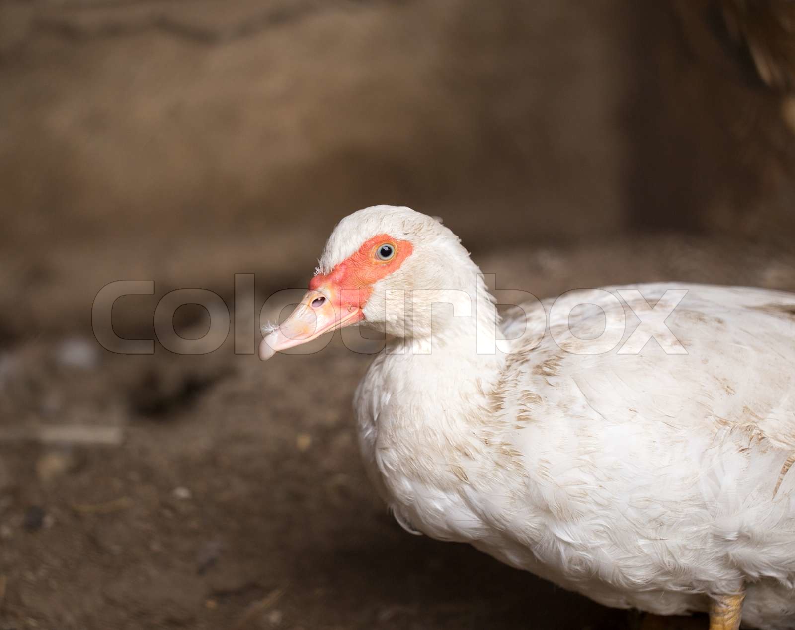 weiße Gans | Stock Bild | Colourbox