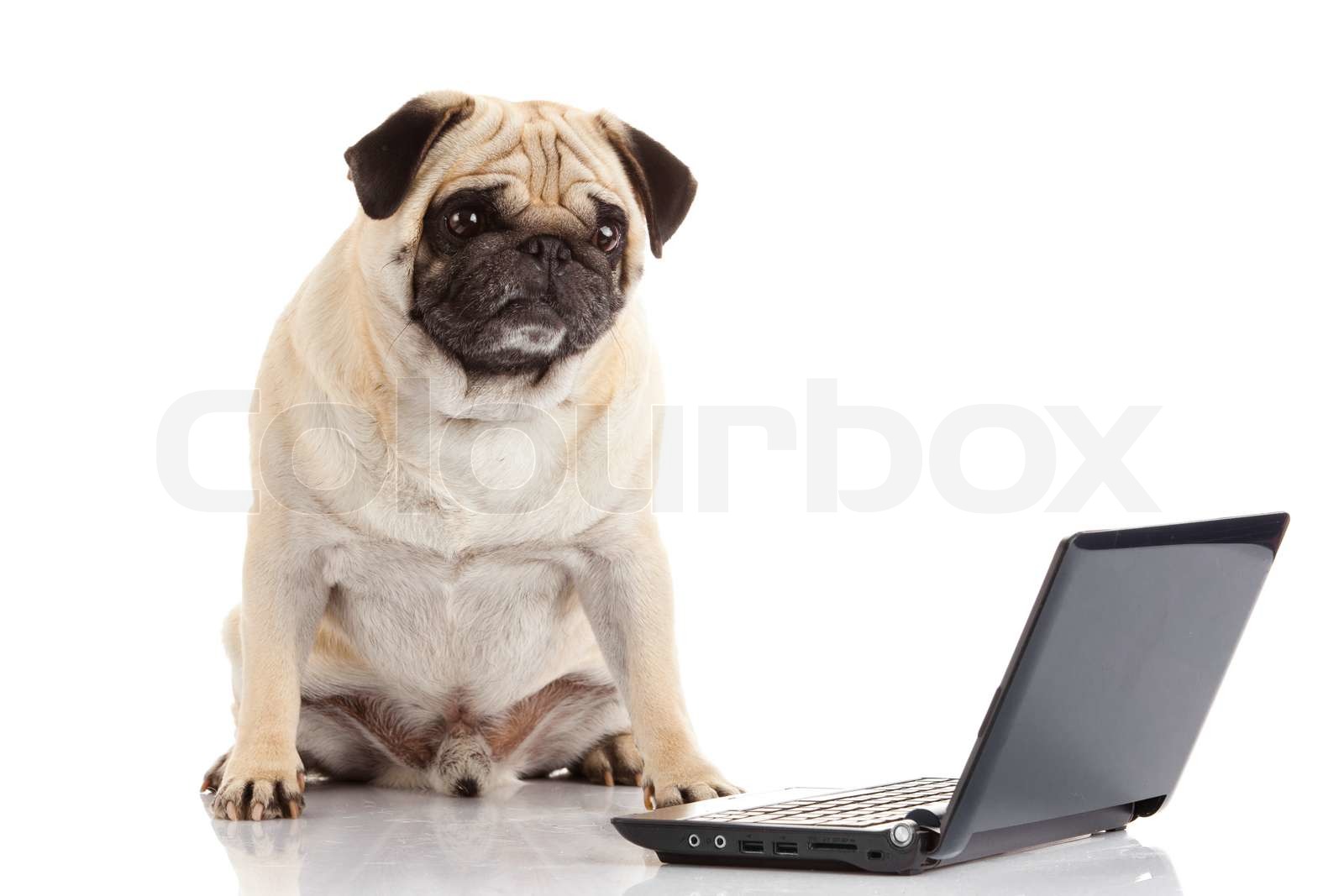 Pug Dog with laptop | Stock image | Colourbox