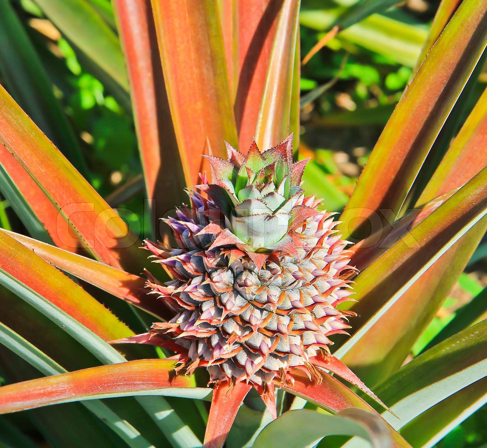 Garden Ananas | Stock Bild | Colourbox