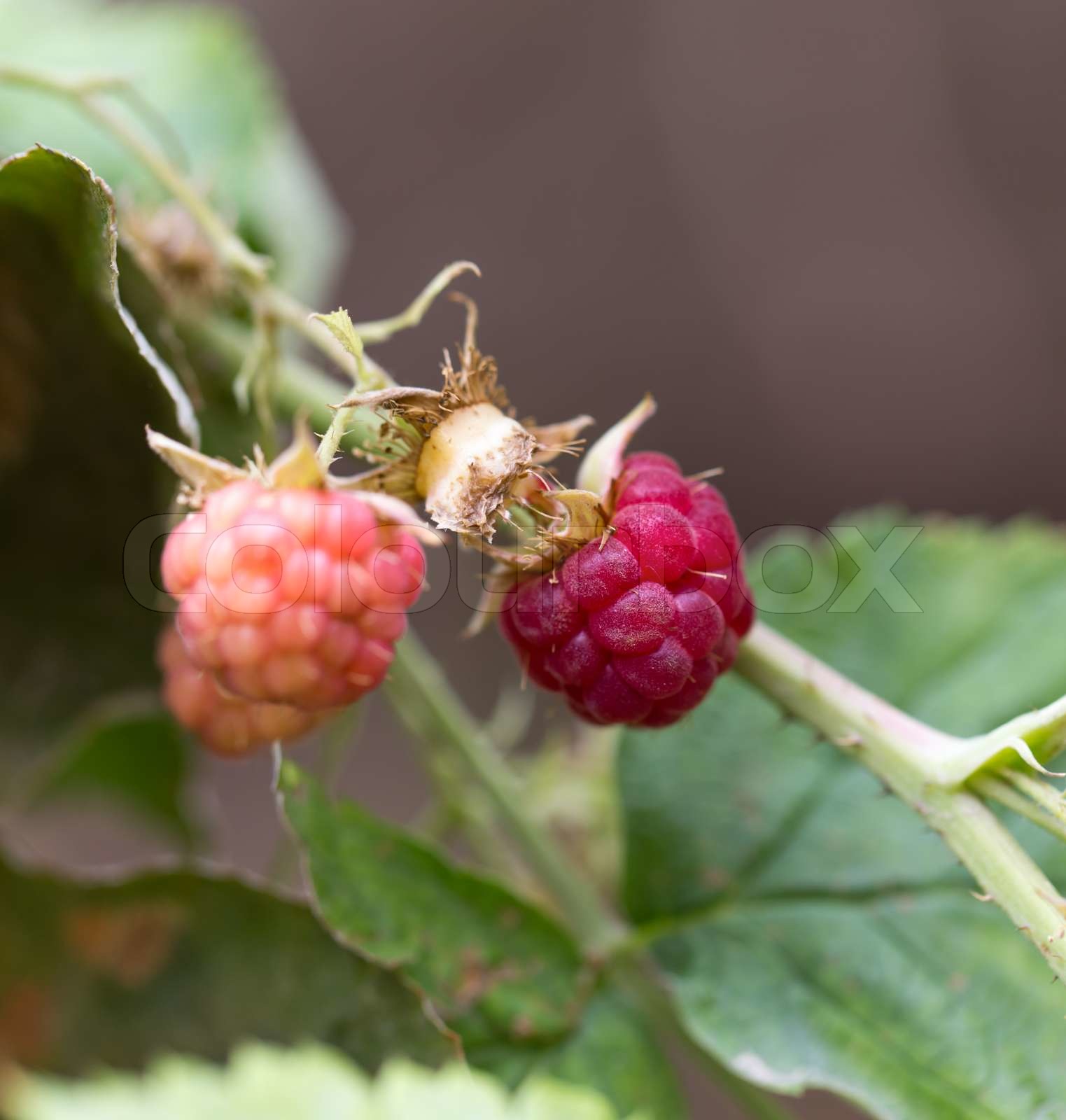 raspberry in nature macro | Stock image | Colourbox