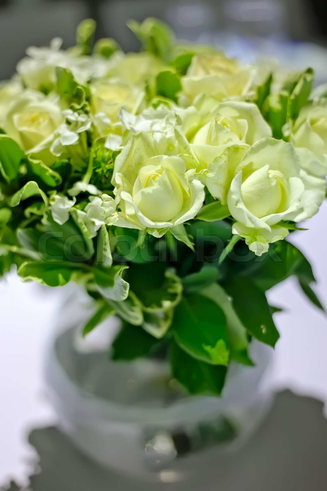 Hvide roser i en glasvase | Stock foto | Colourbox