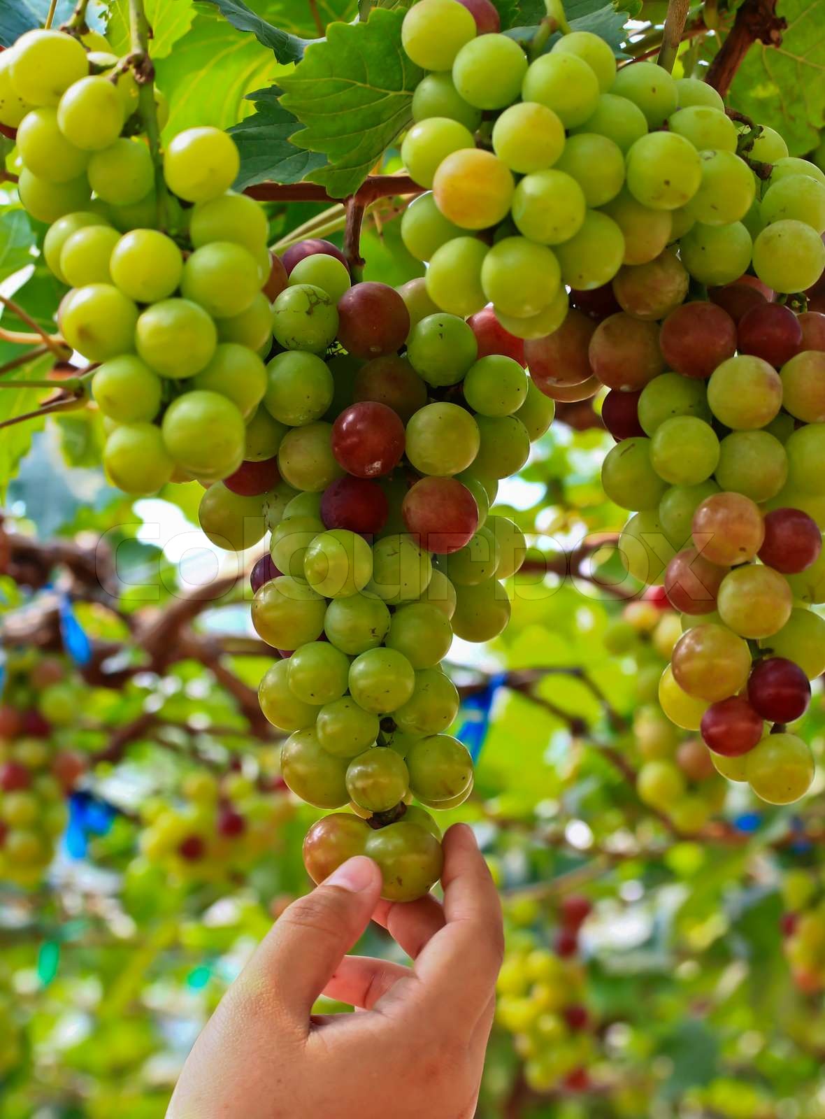 Red grapes | Stock image | Colourbox