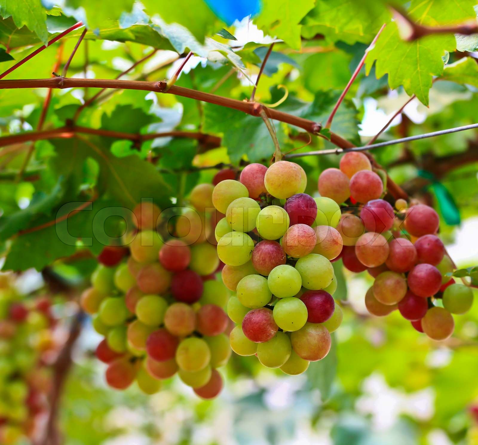 Red grapes | Stock image | Colourbox