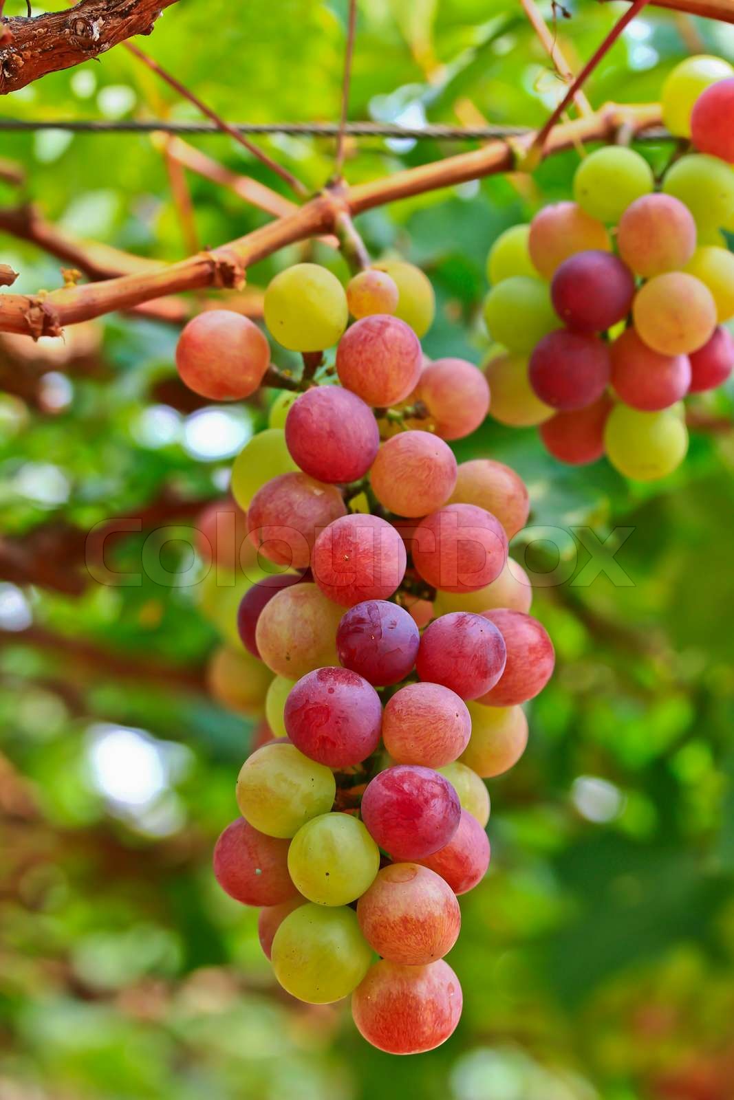 Red grapes | Stock image | Colourbox