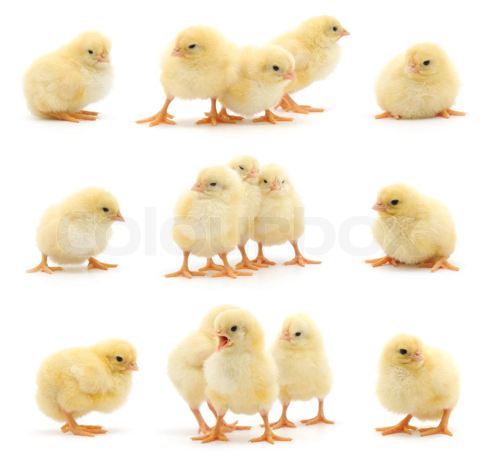 Sæt med gule kyllinger | Stock foto | Colourbox