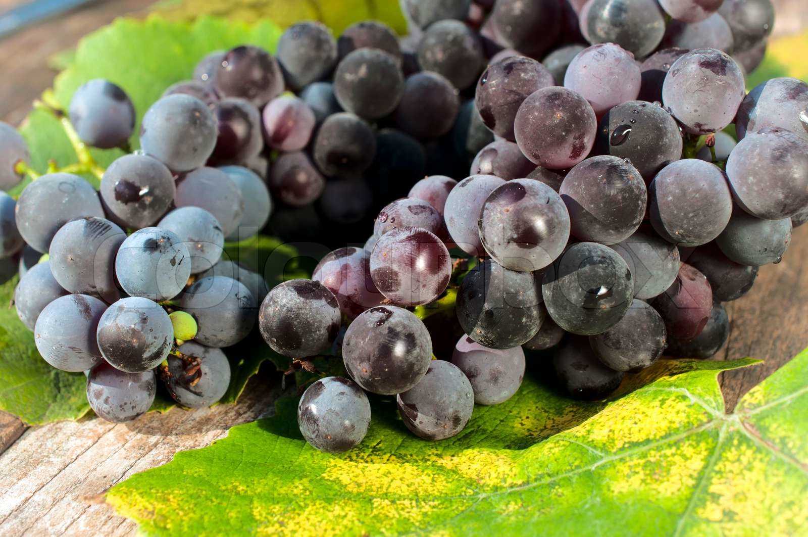 Black grapes | Stock image | Colourbox