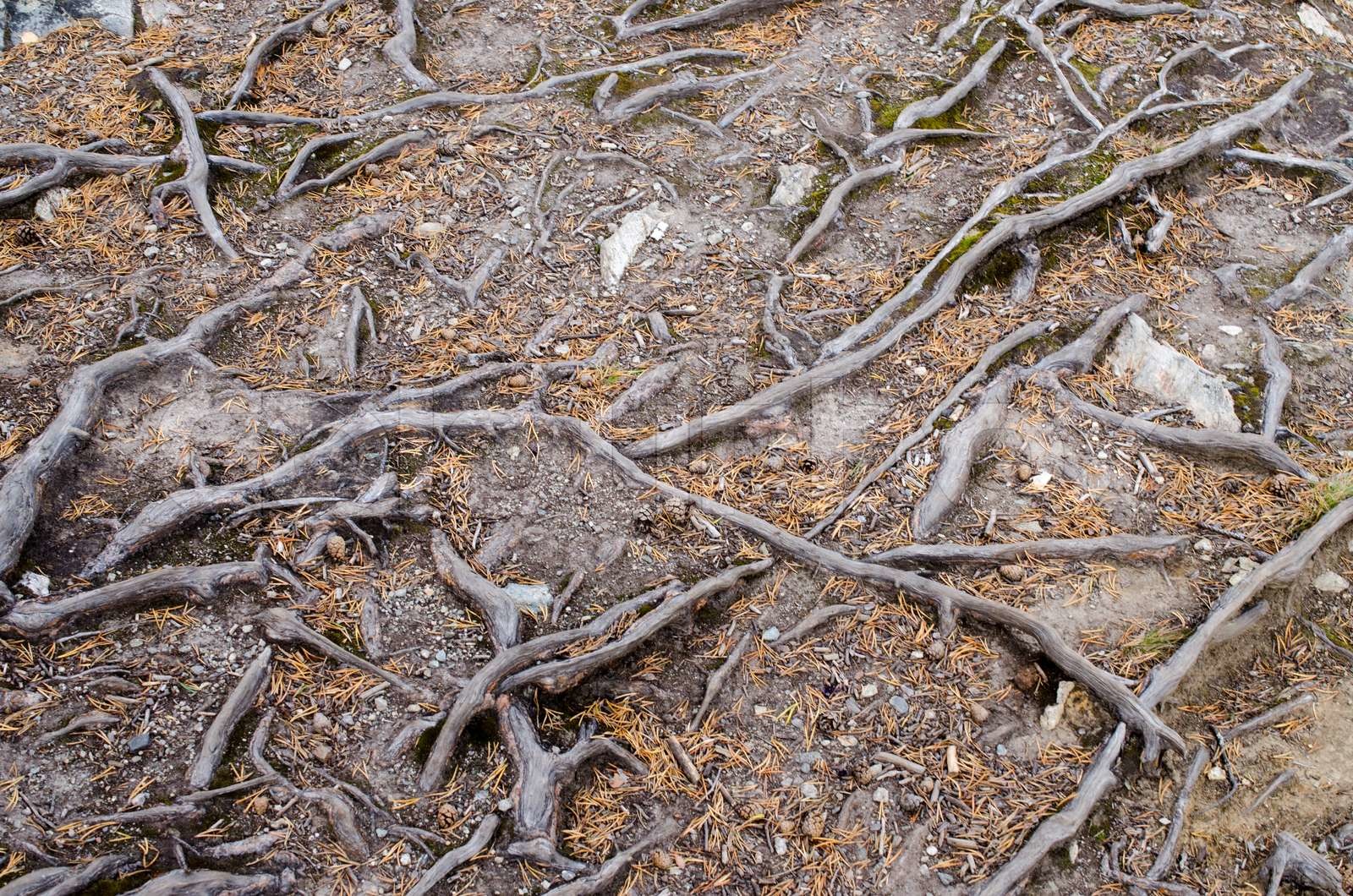 Tree roots close up | Stock image | Colourbox