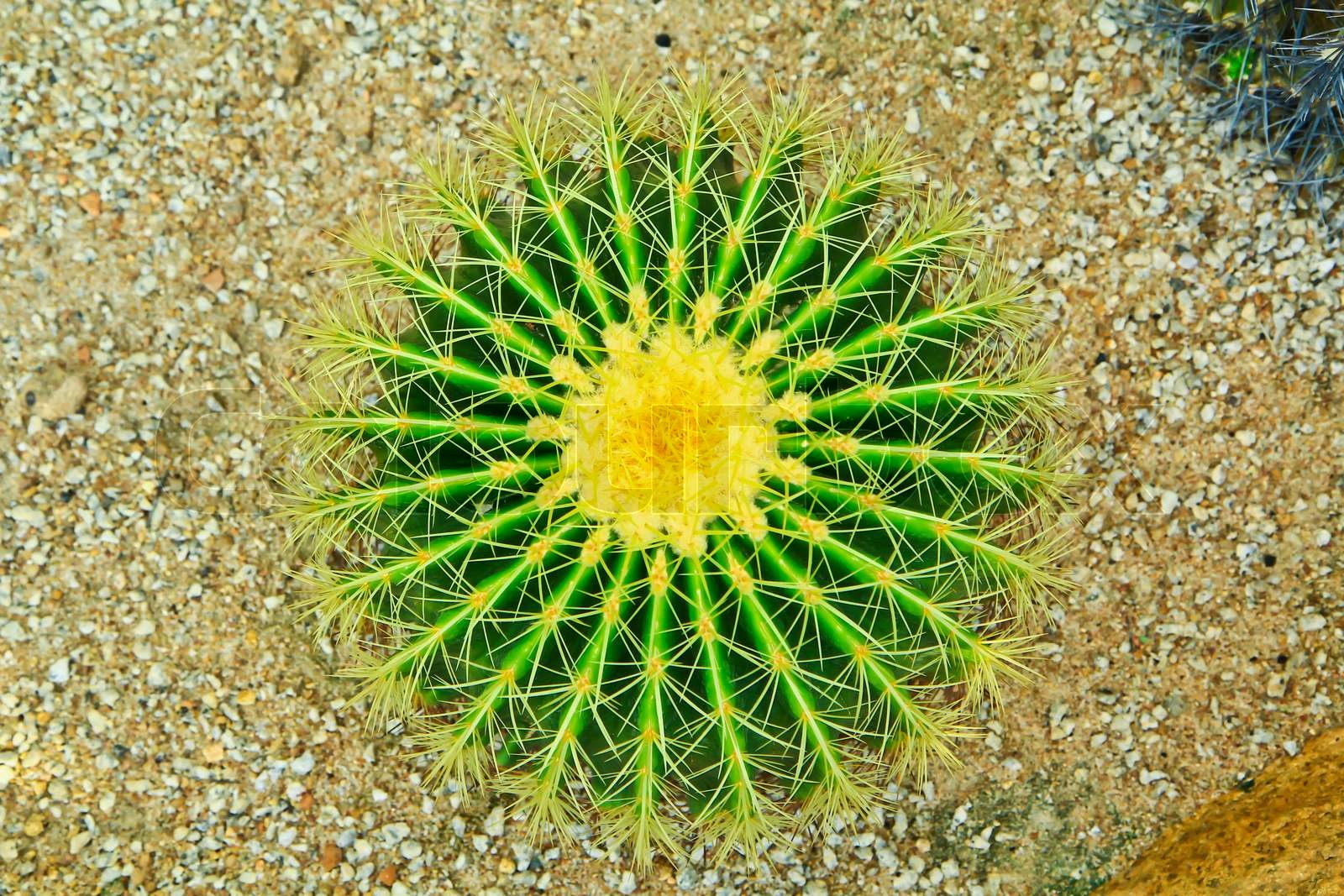 The cactus | Stock image | Colourbox