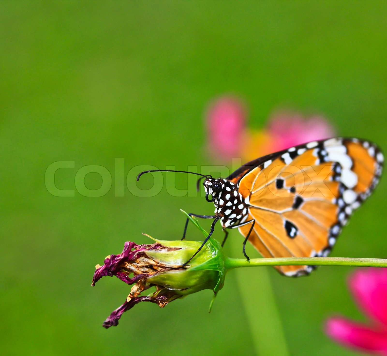 butterfly macro | Stock image | Colourbox