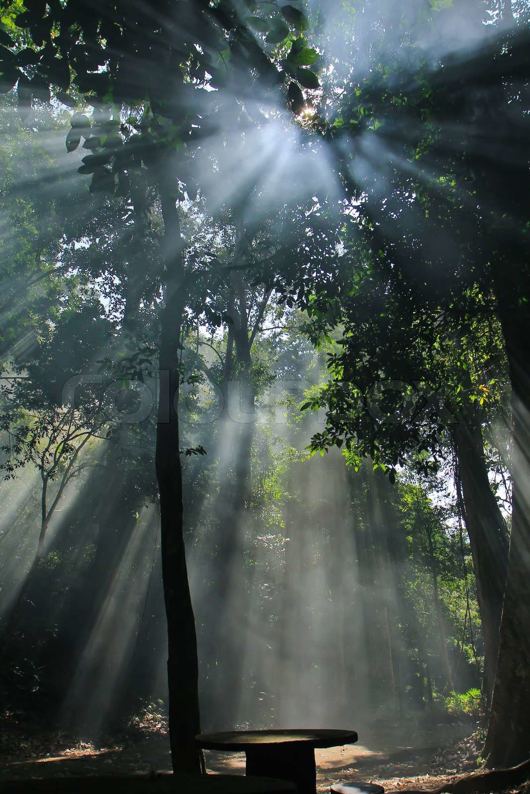 Sunlight nature | Stock image | Colourbox