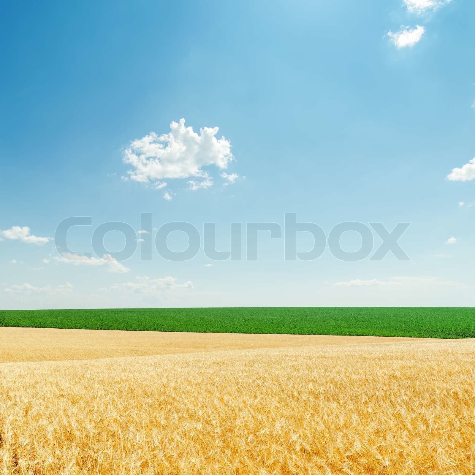 lette skyer og marker med gyldent høst og grønne planter | Stock foto ...