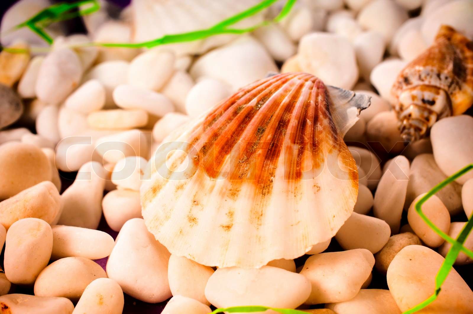 Shell on stones | Stock image | Colourbox
