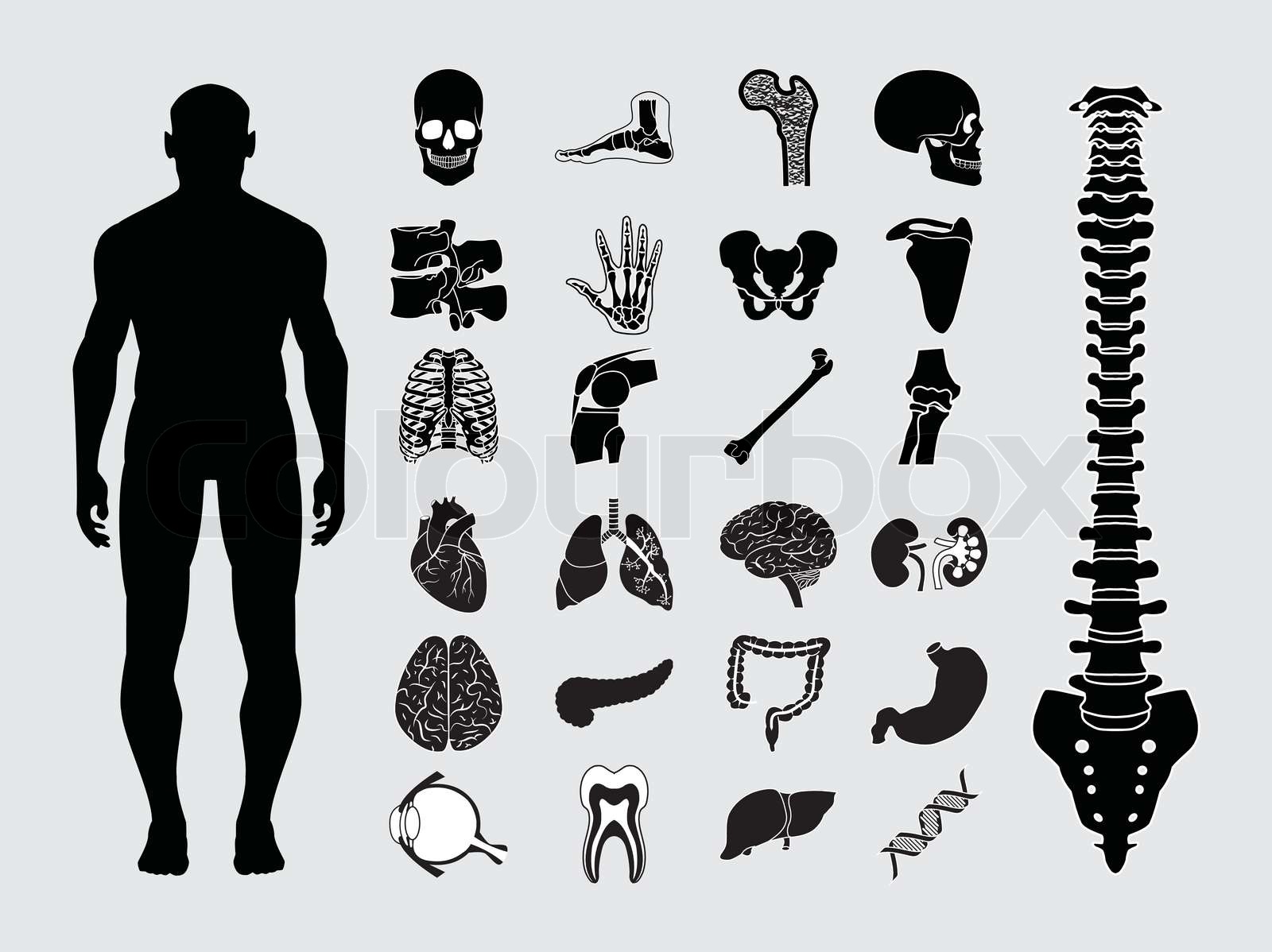 Human anatomy icons | Stock vector | Colourbox