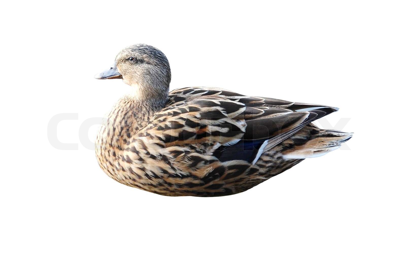 "isolated duck" | Stock image | Colourbox