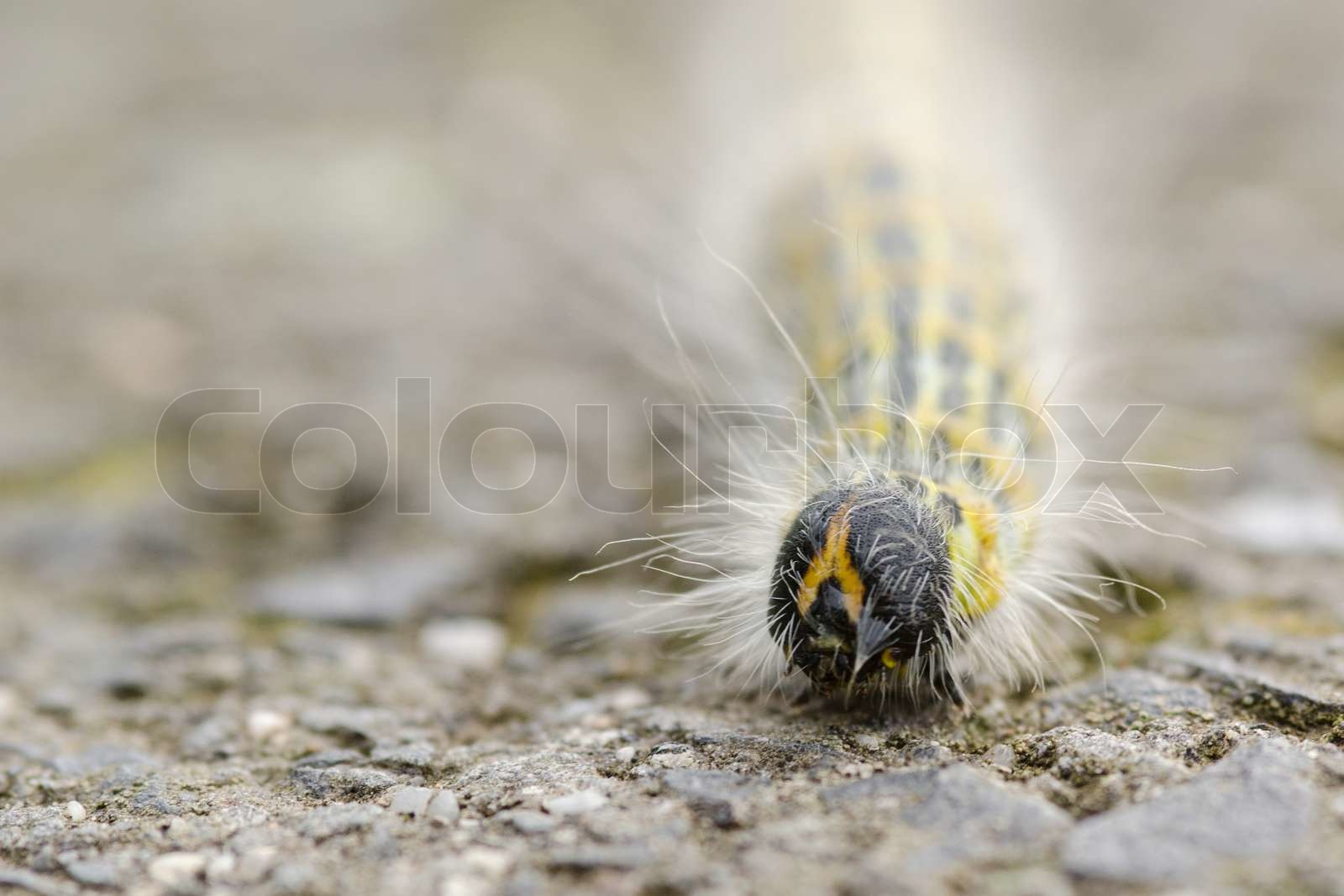 Hairy gelbe Raupe | Stock Bild | Colourbox