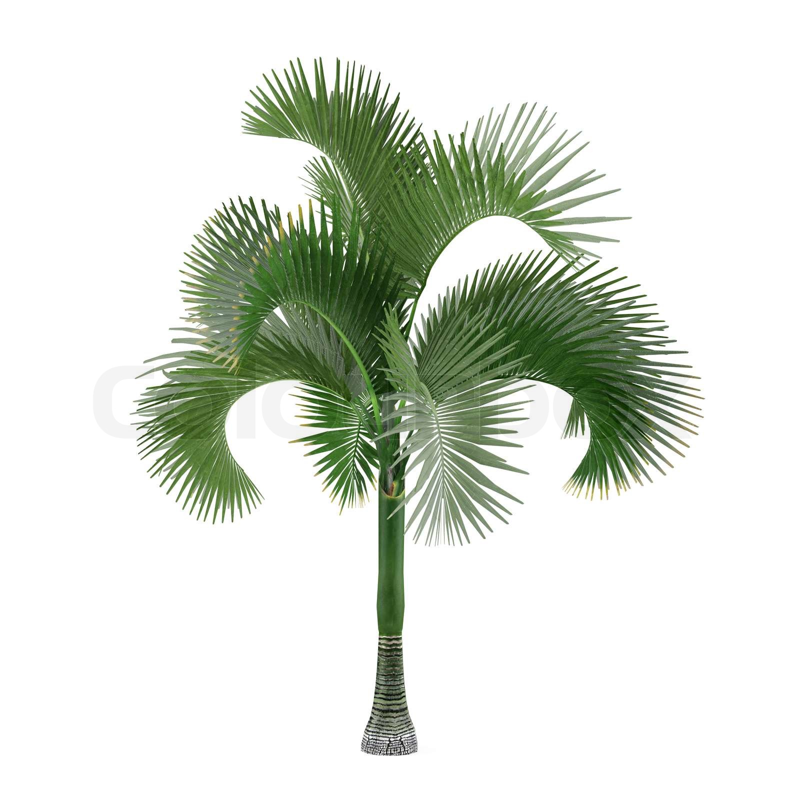 Palm tree isolated Carpoxylon macrospermum | Stock image | Colourbox