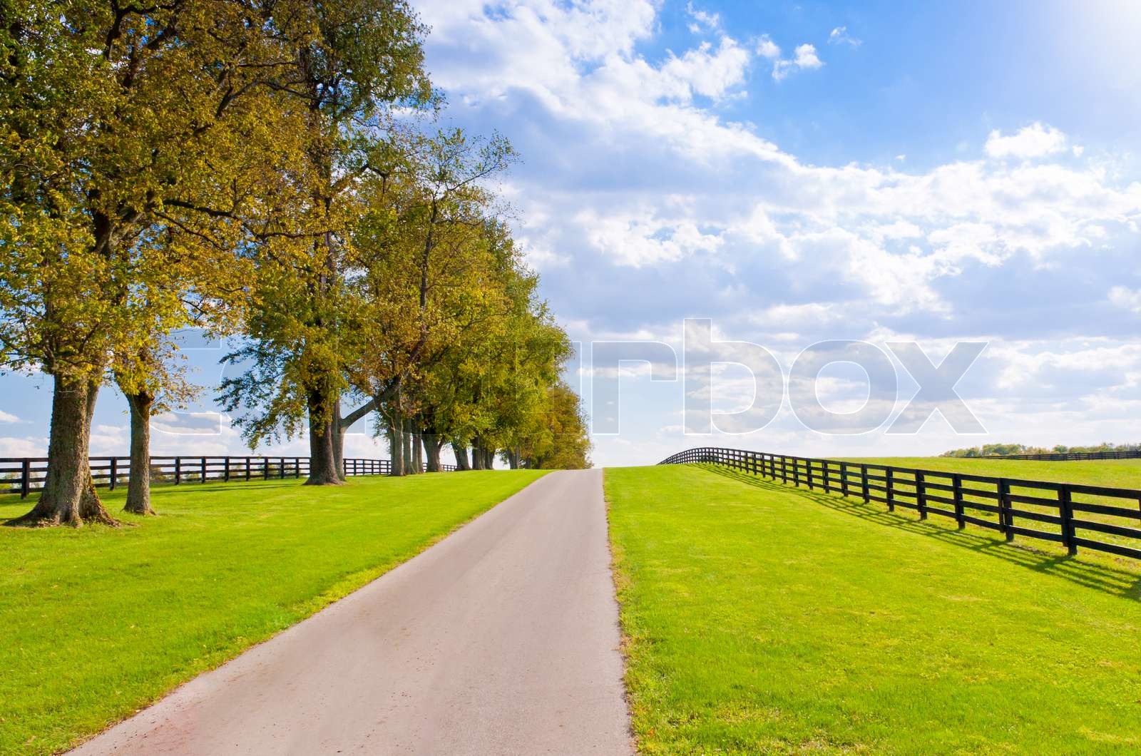 Green pastures of horse farms | Stock image | Colourbox