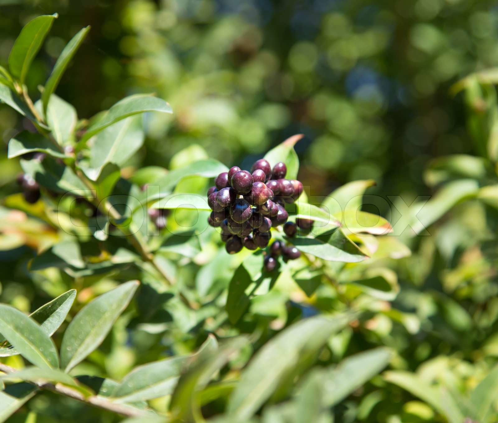 ligustrum berries on the bush | Stock image | Colourbox