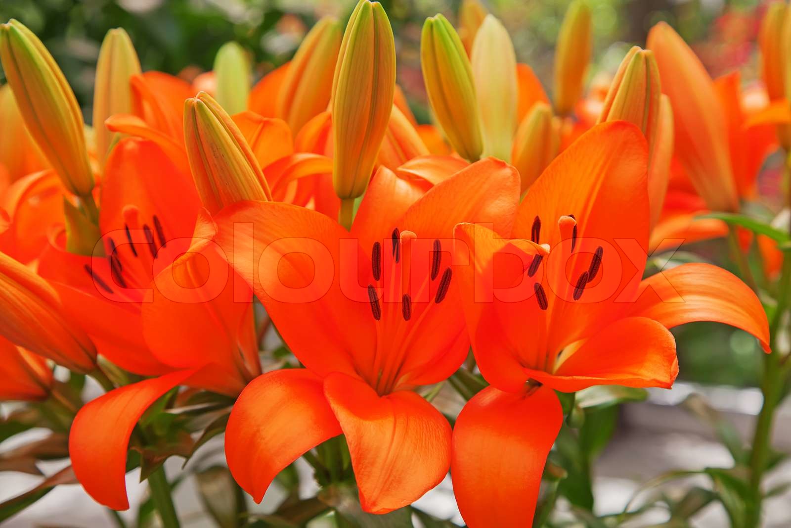 Lilies | Stock image | Colourbox
