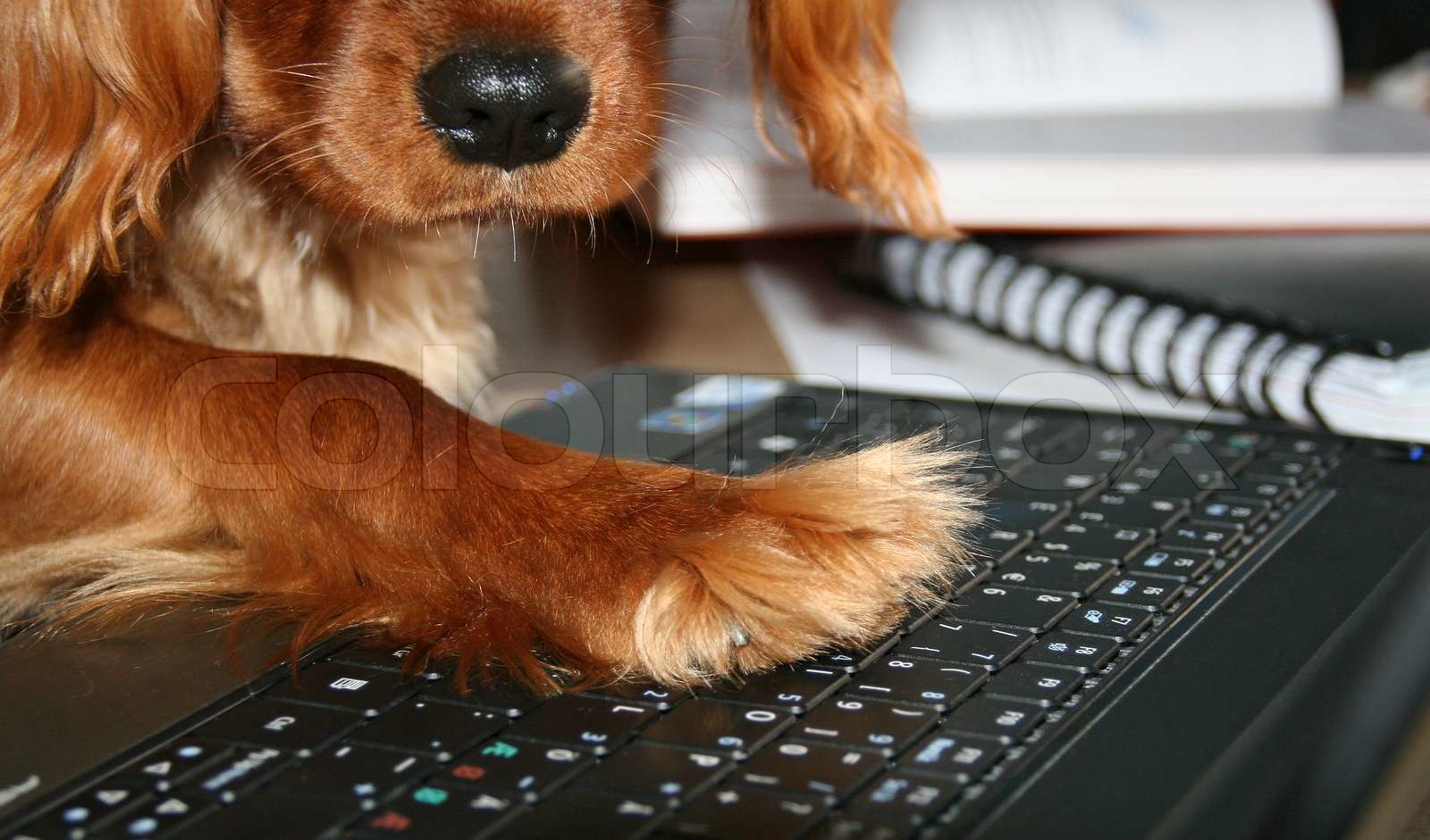 Dog and pc | Stock foto | Colourbox