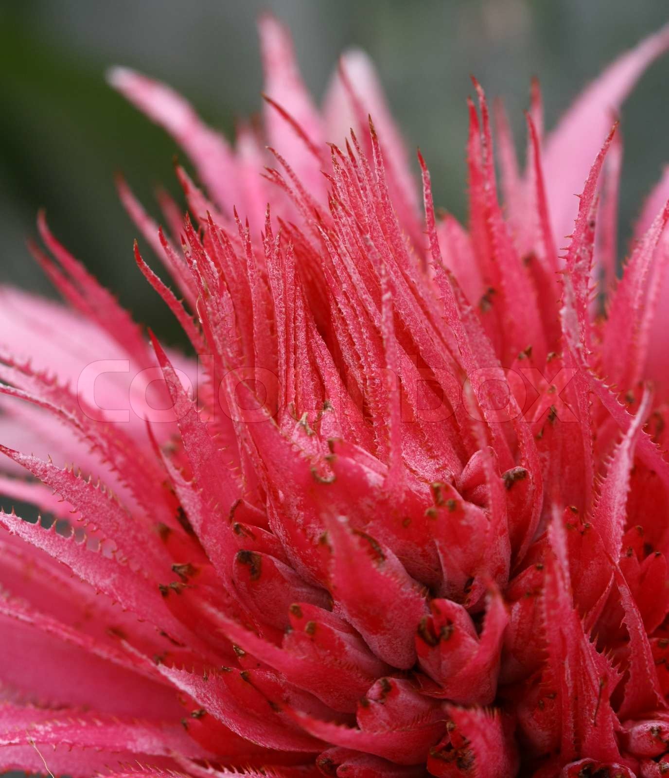 macro red bromeliad | Stock image | Colourbox