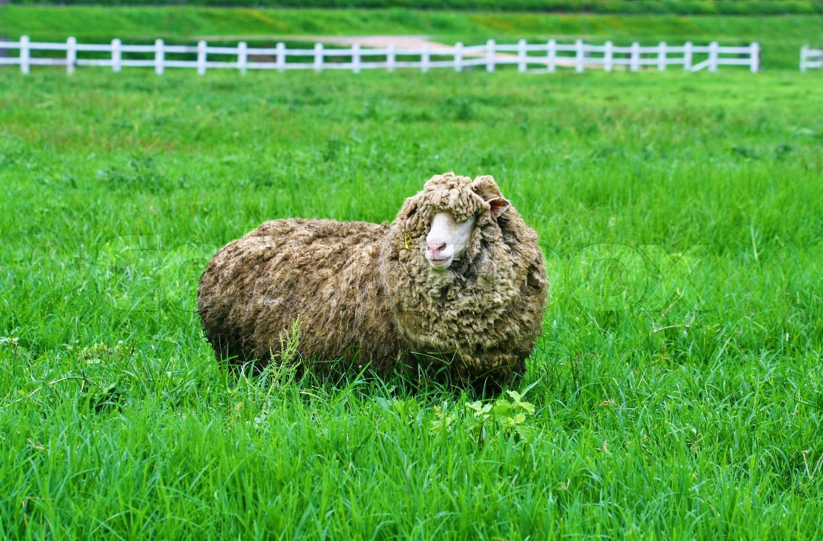 one long hair sheep | Stock image | Colourbox