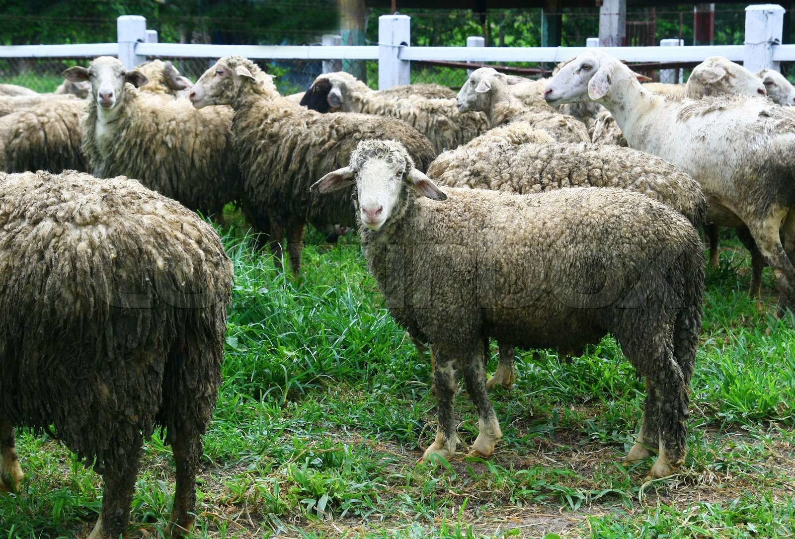 sheep looking at camera | Stock image | Colourbox