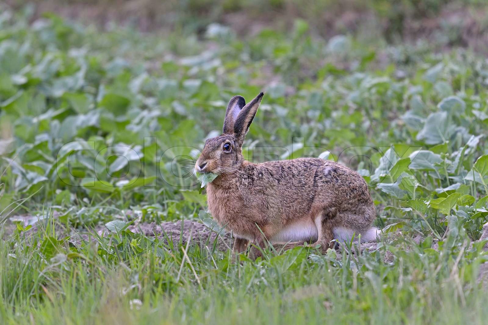 dyreliv, hare, jagt | Stock image | Colourbox