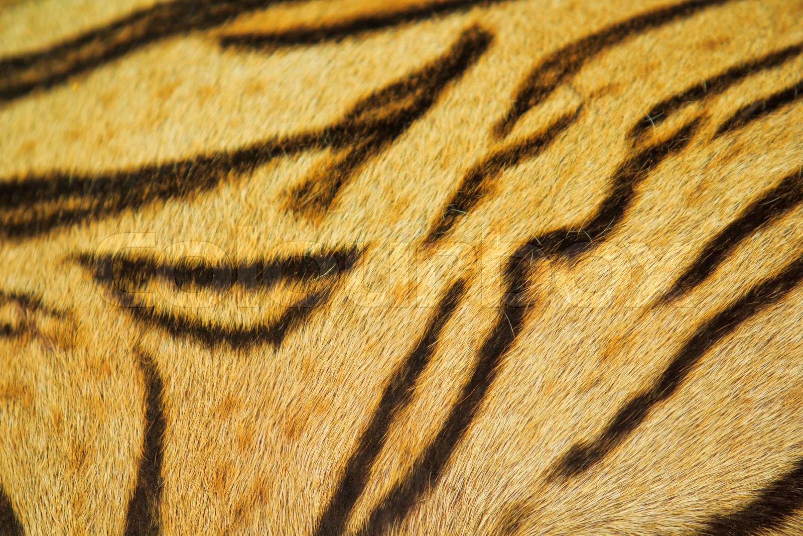 schöne Tiger Fell Textur des echten Tiger Haut und Fell | Stock Bild ...