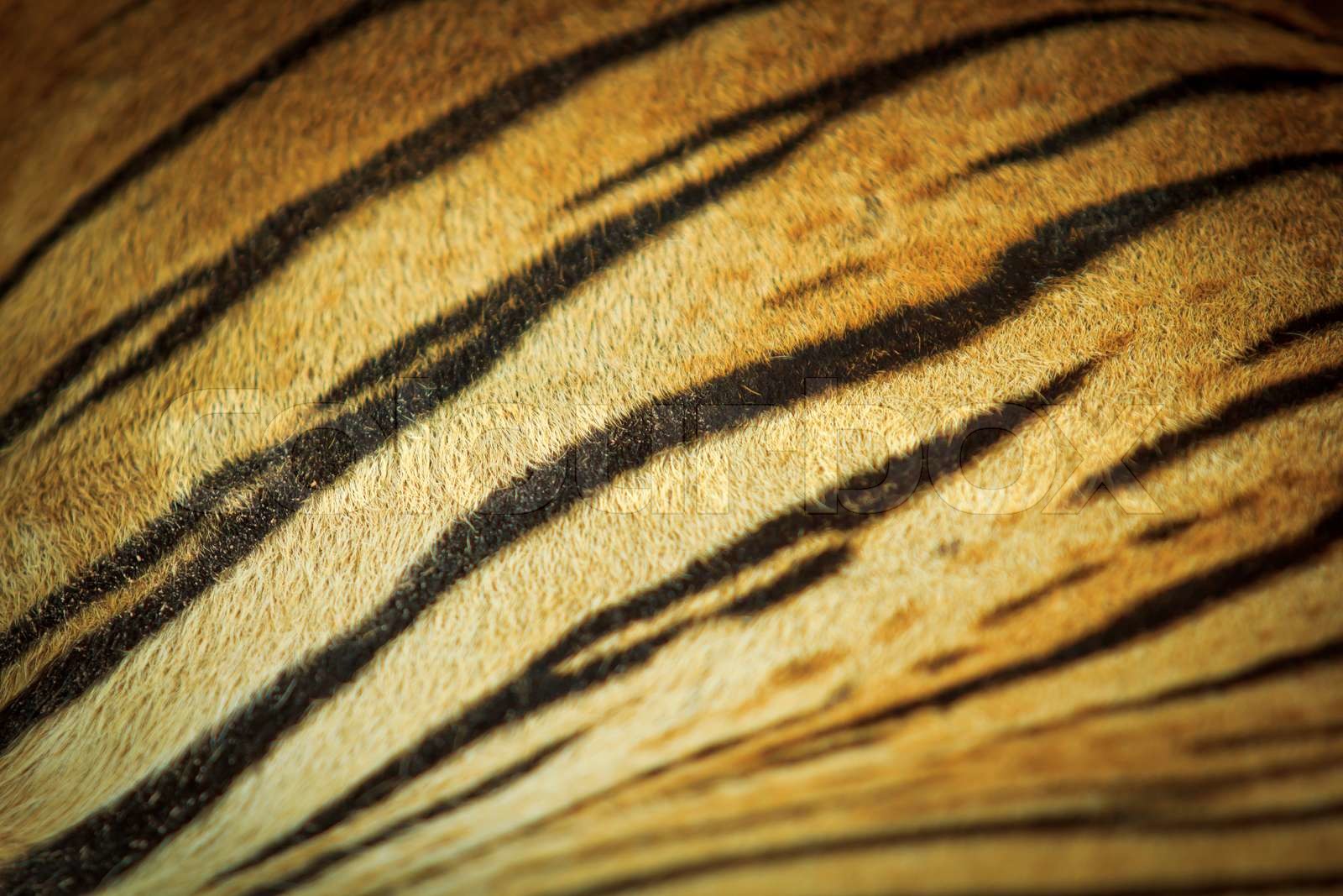 beautiful tiger fur texture of real tiger skin and fur | Stock image ...