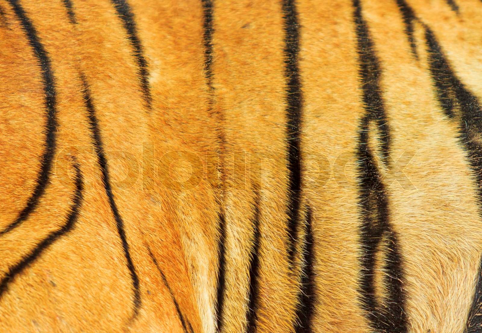 schöne Tiger Fell Textur des echten Tiger Haut und Fell | Stock Bild ...