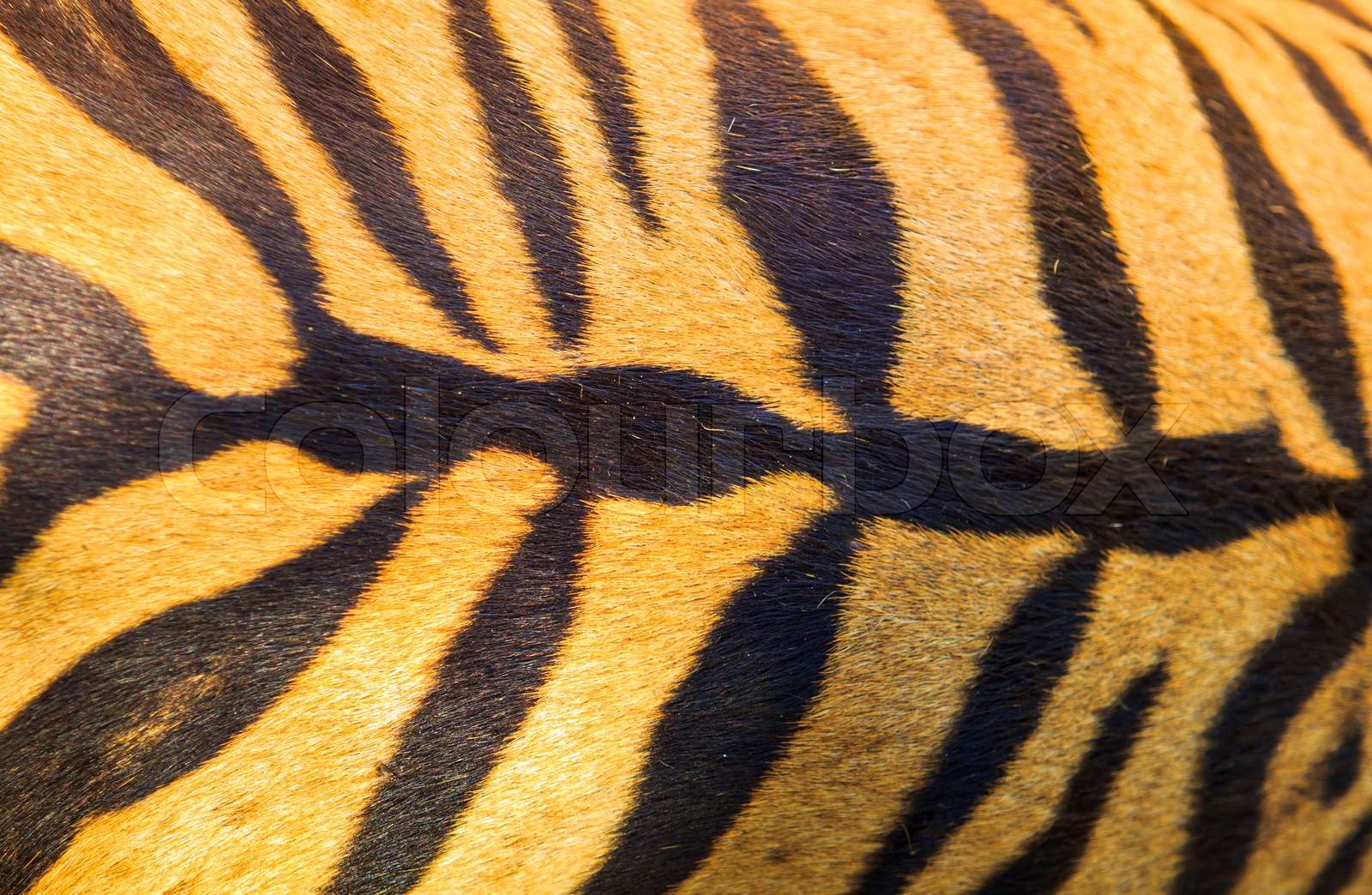 schöne Tiger Fell Textur des echten Tiger Haut und Fell | Stock Bild ...