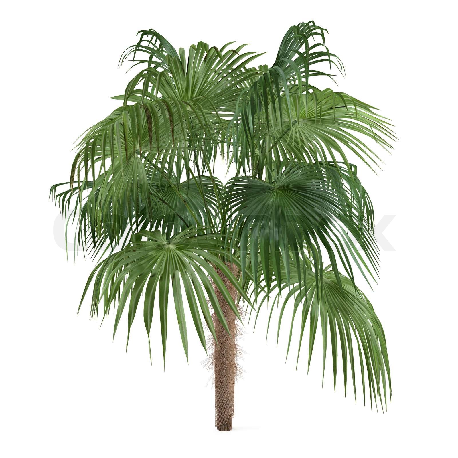 Palm tree isolated Zombia antillarum | Stock image | Colourbox