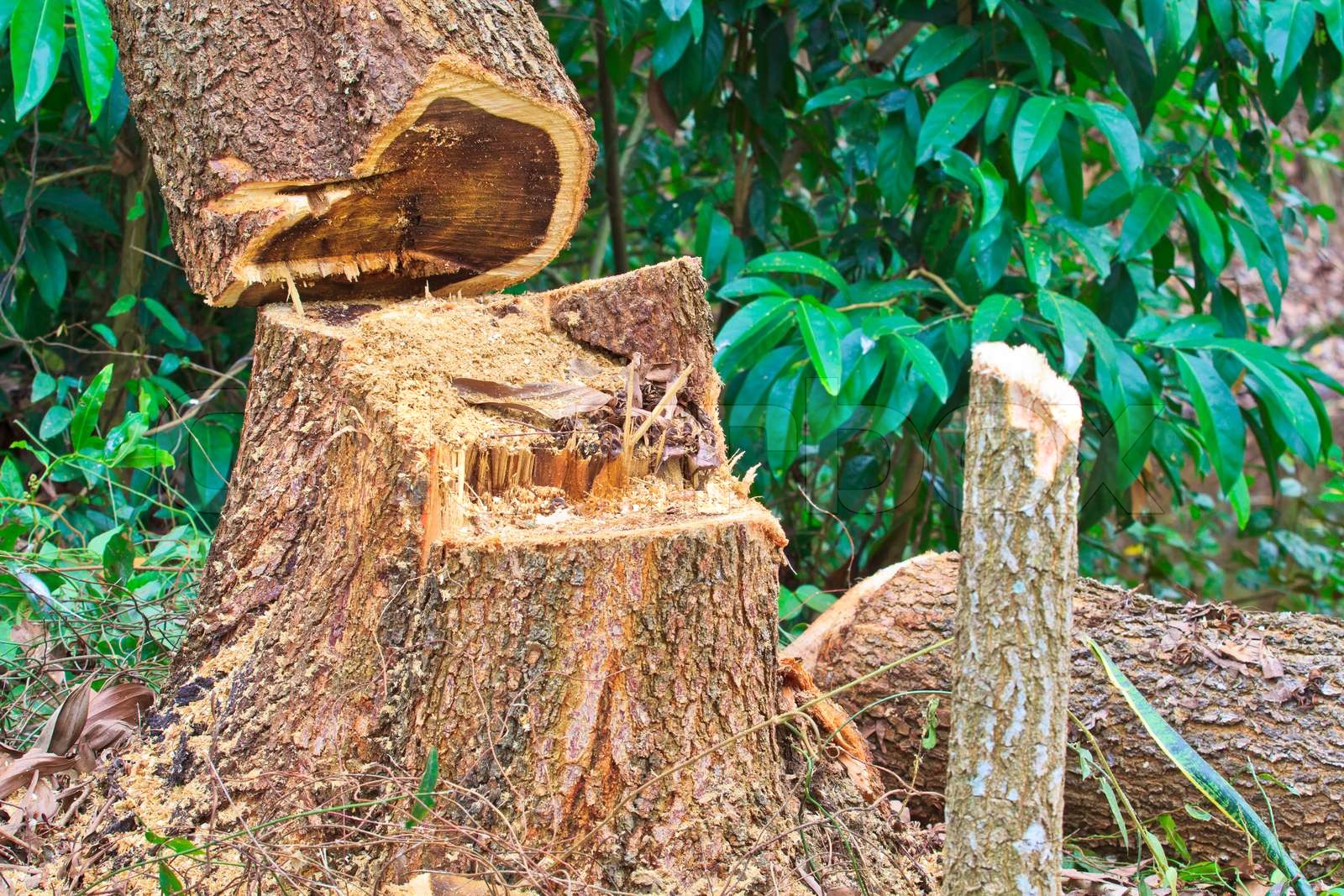tree stumps and felled forest deforestation | Stock image | Colourbox