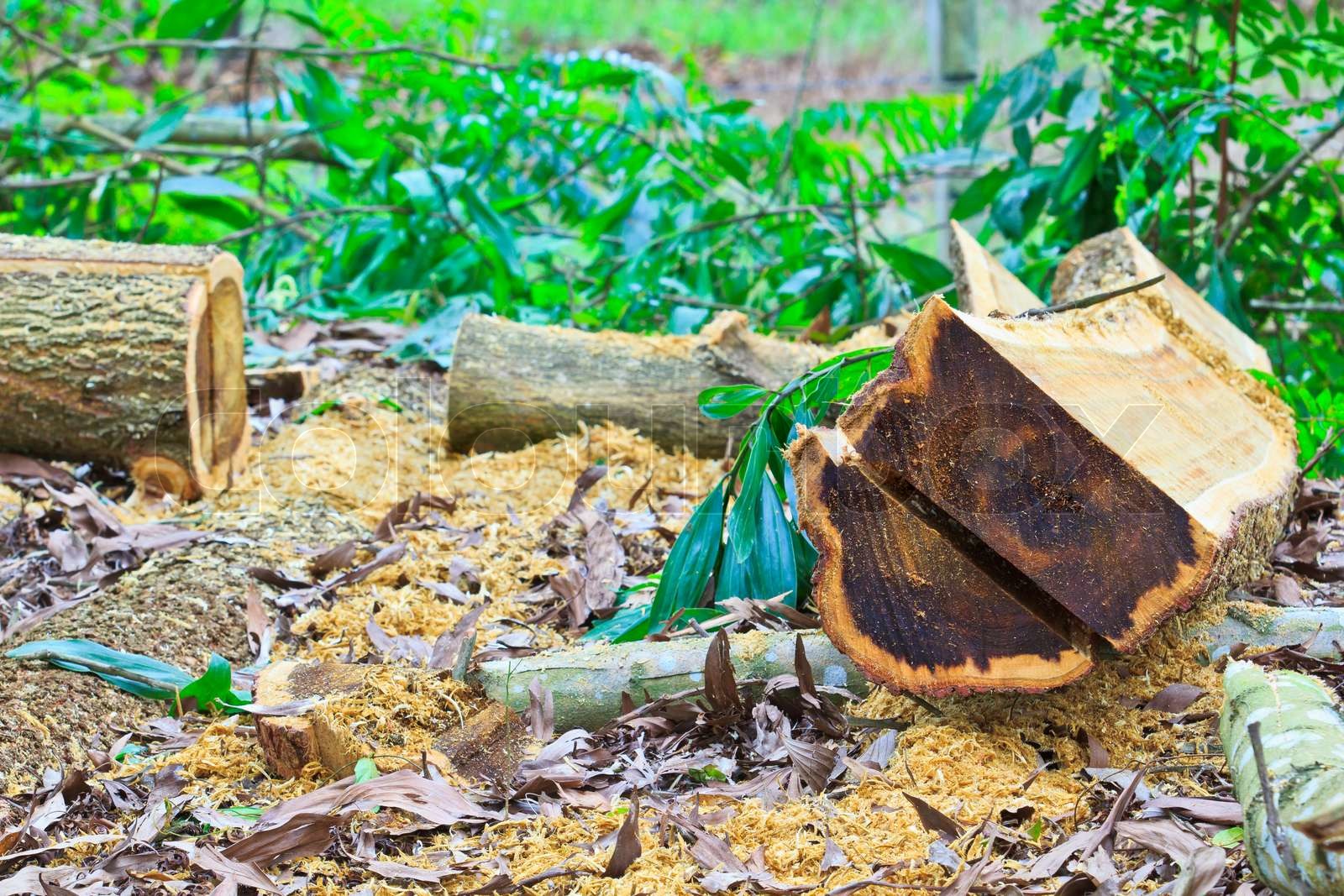 Deforestation | Stock image | Colourbox