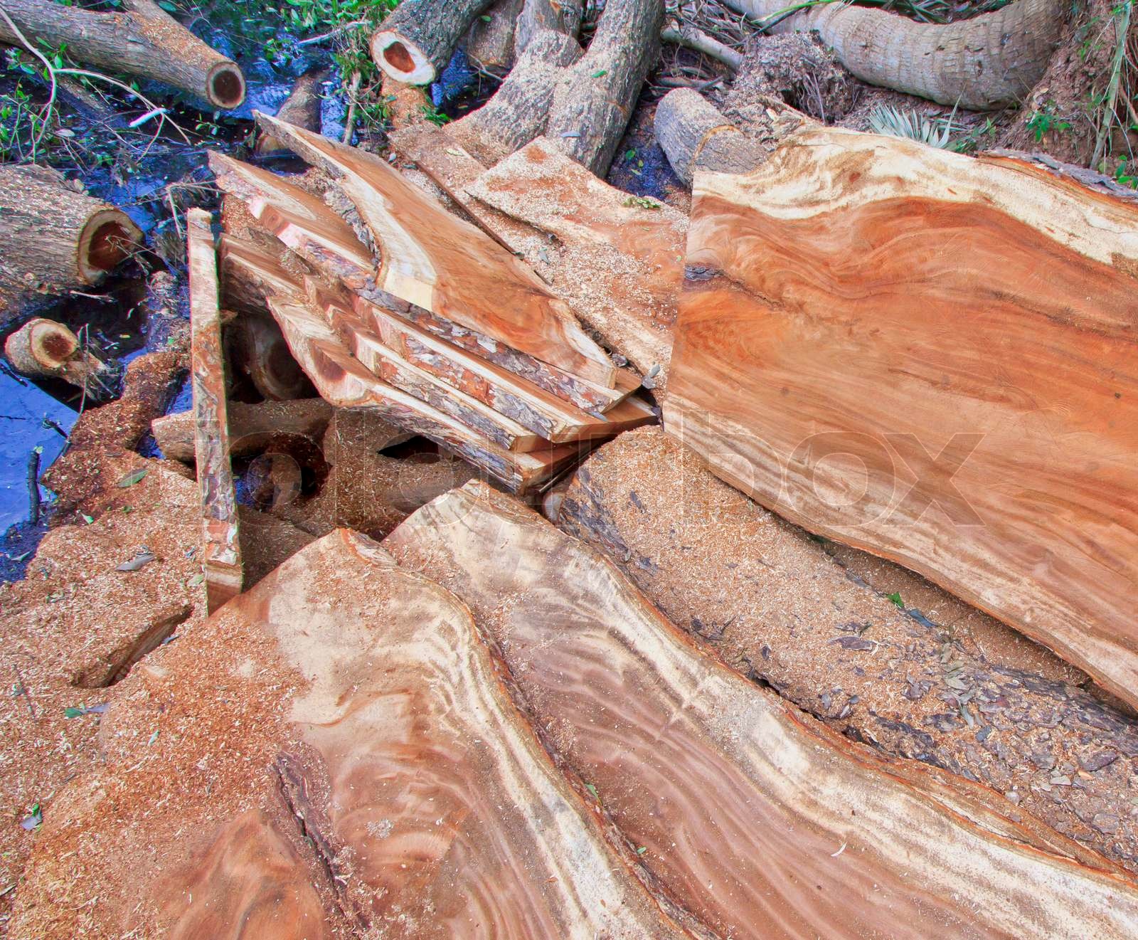 Deforestation | Stock image | Colourbox