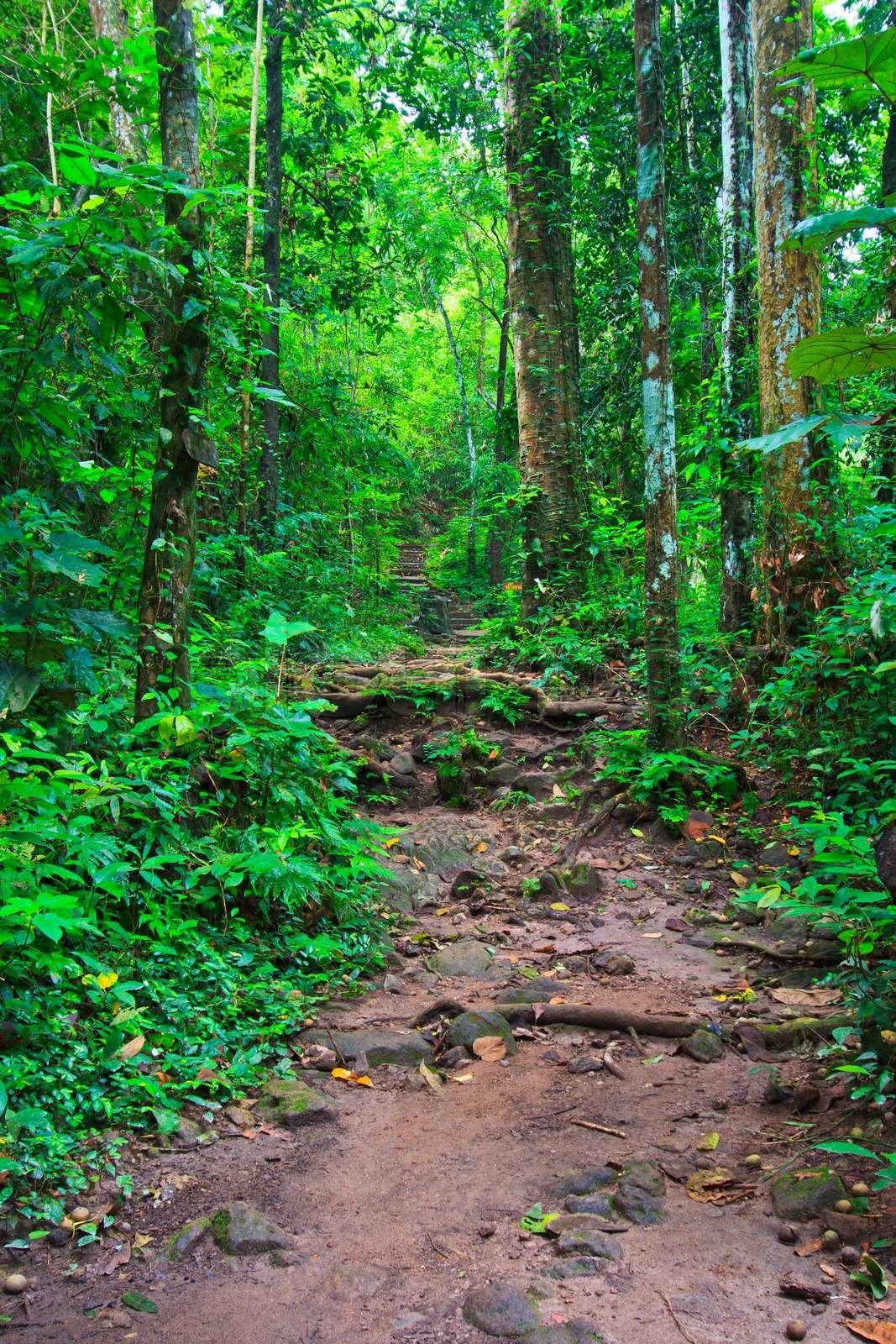 Tropical trail in dense rainforest self-guided trails thailand | Stock ...