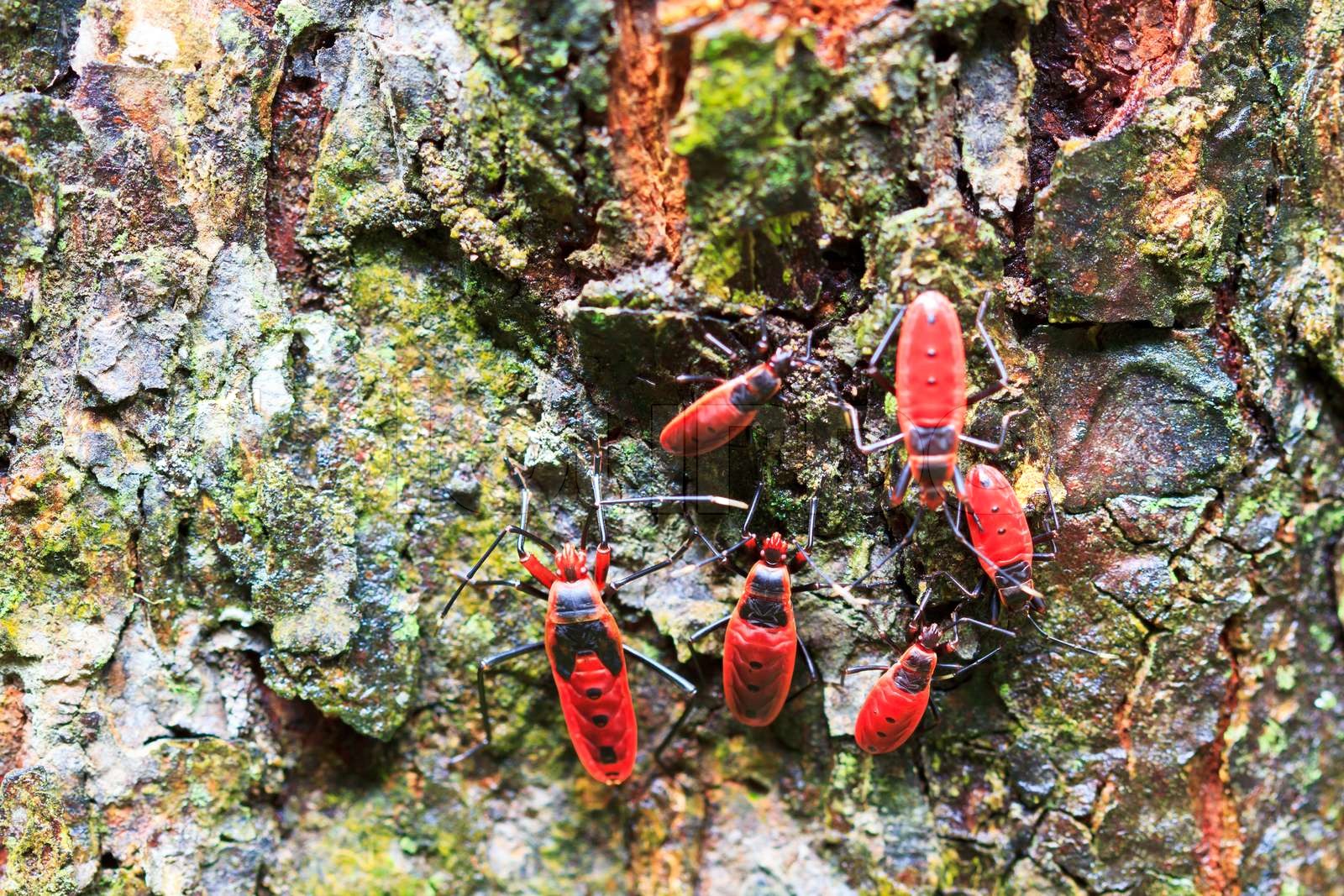 Riesige rote Bug Regenwald Insekten in Thailand | Stock Bild | Colourbox