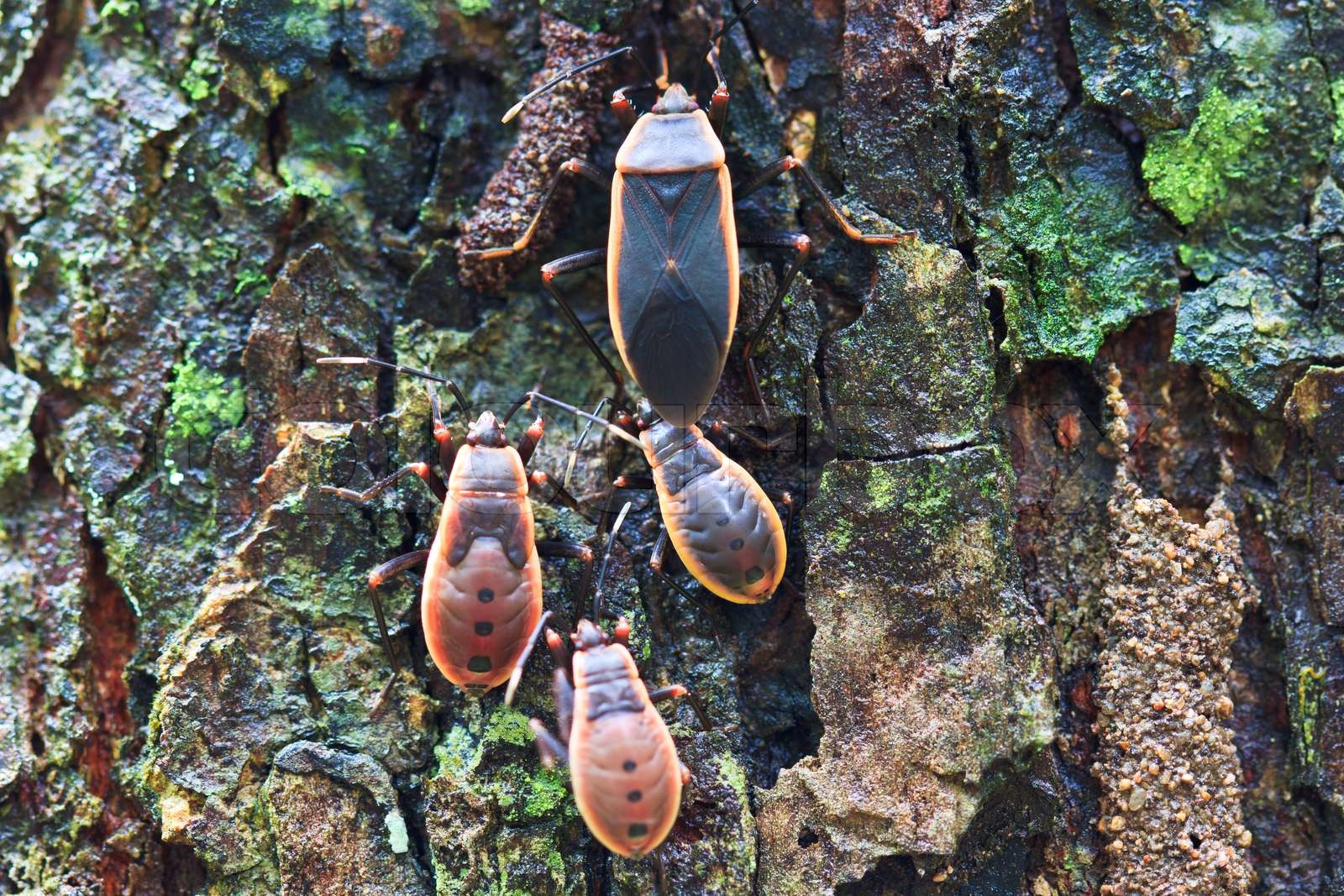 Kapok bug, Probergrothius nigricornis Rainforest Insects in Thailand ...
