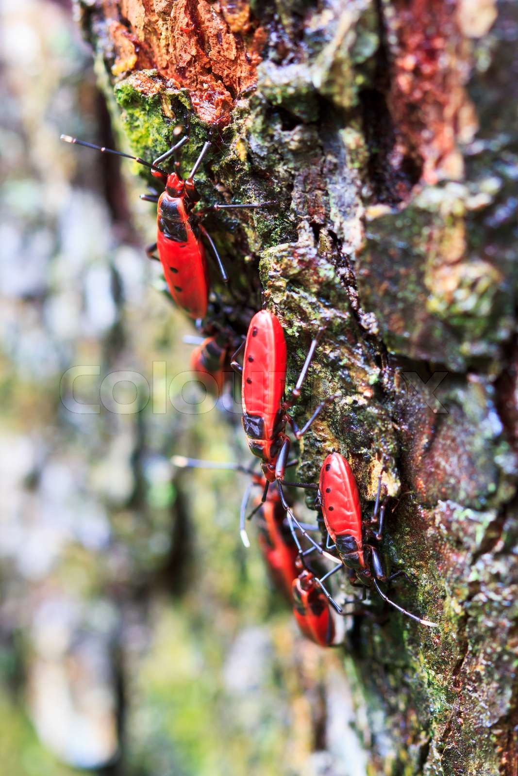 Red Giant Bugs